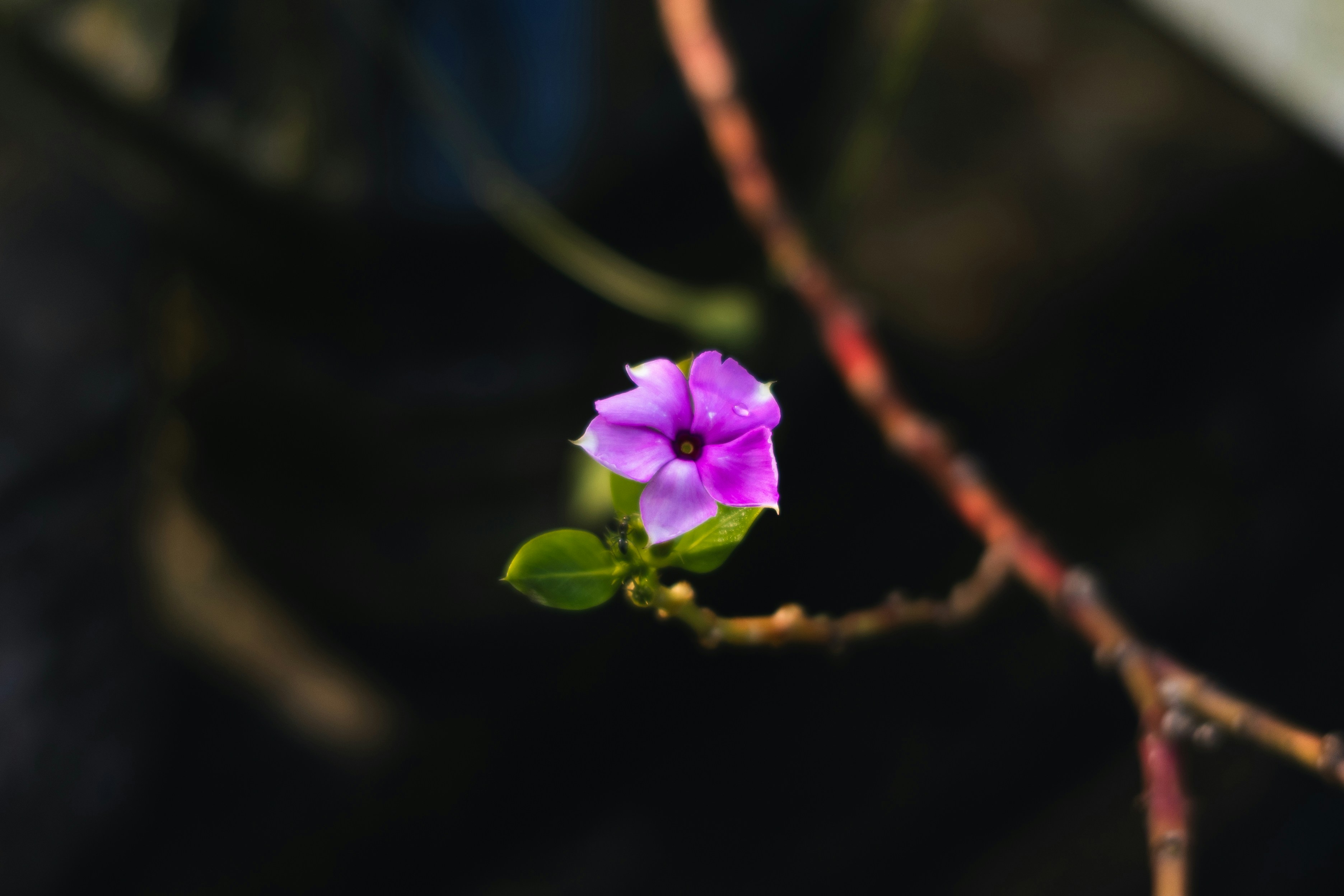 Violet bloom on a slender branch: a quiet focal point in shadow
