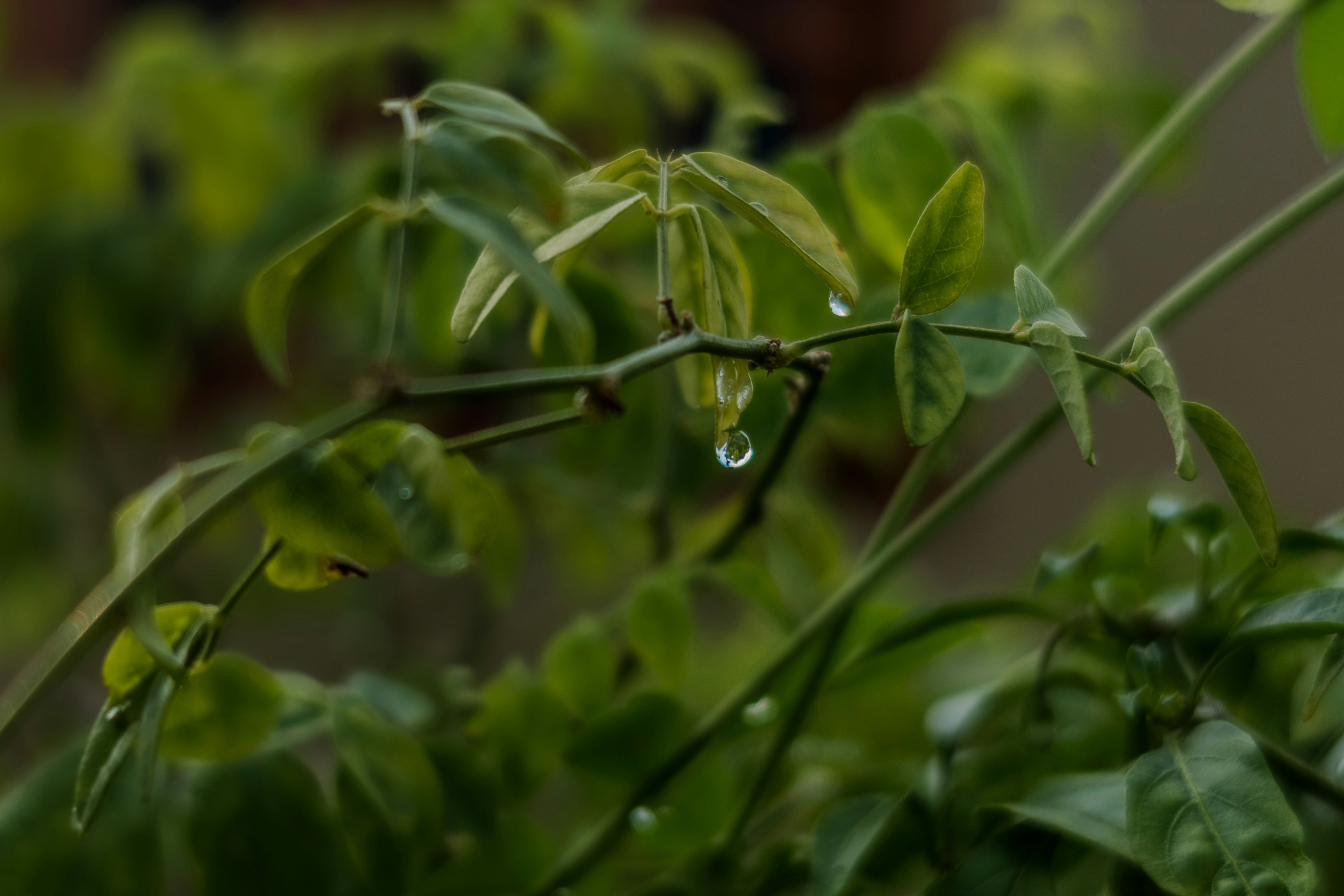 Droplet on a Vein: a Quiet Moment Among Leaves