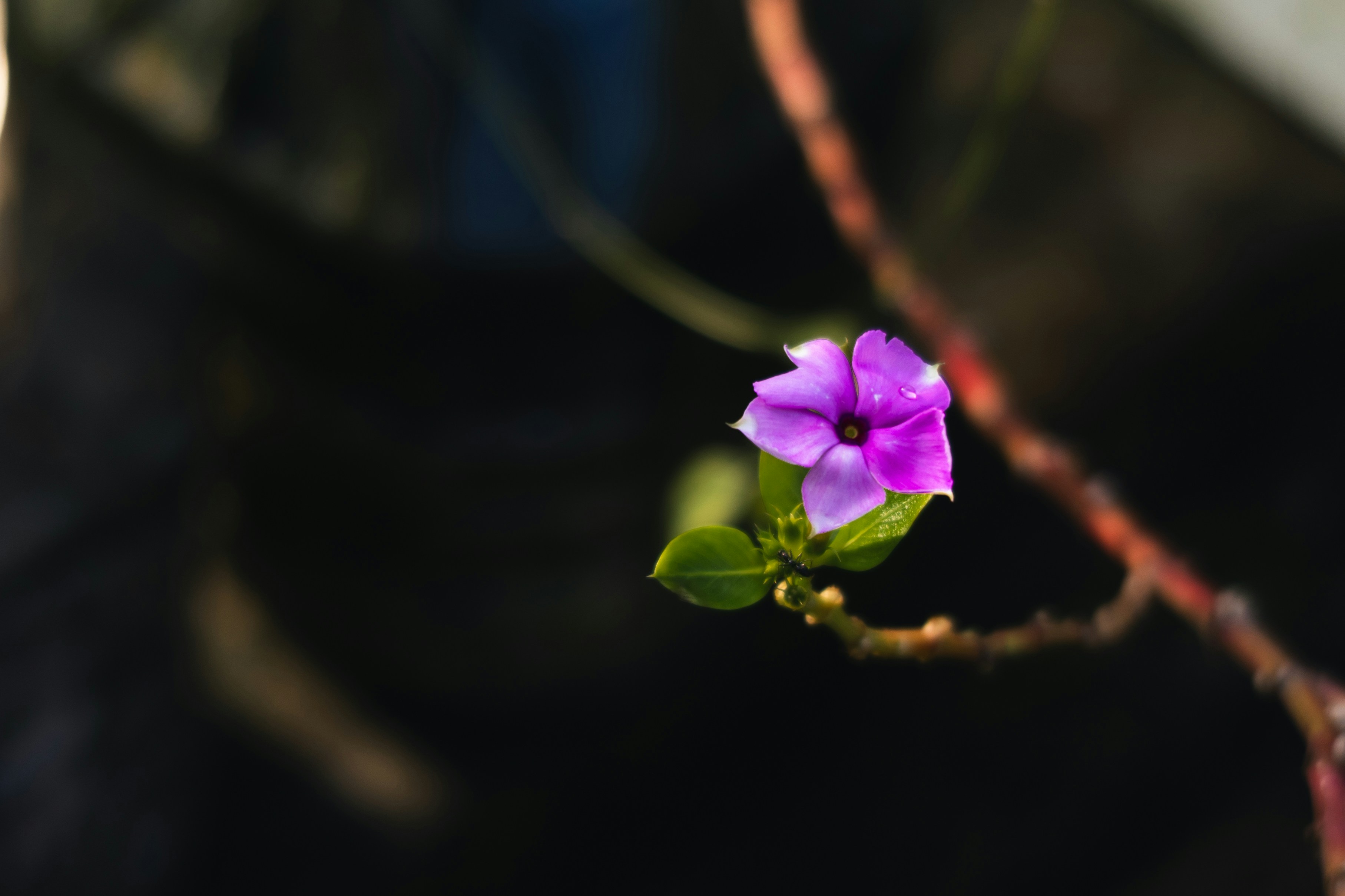 Azure Petal in the Twilight Verge