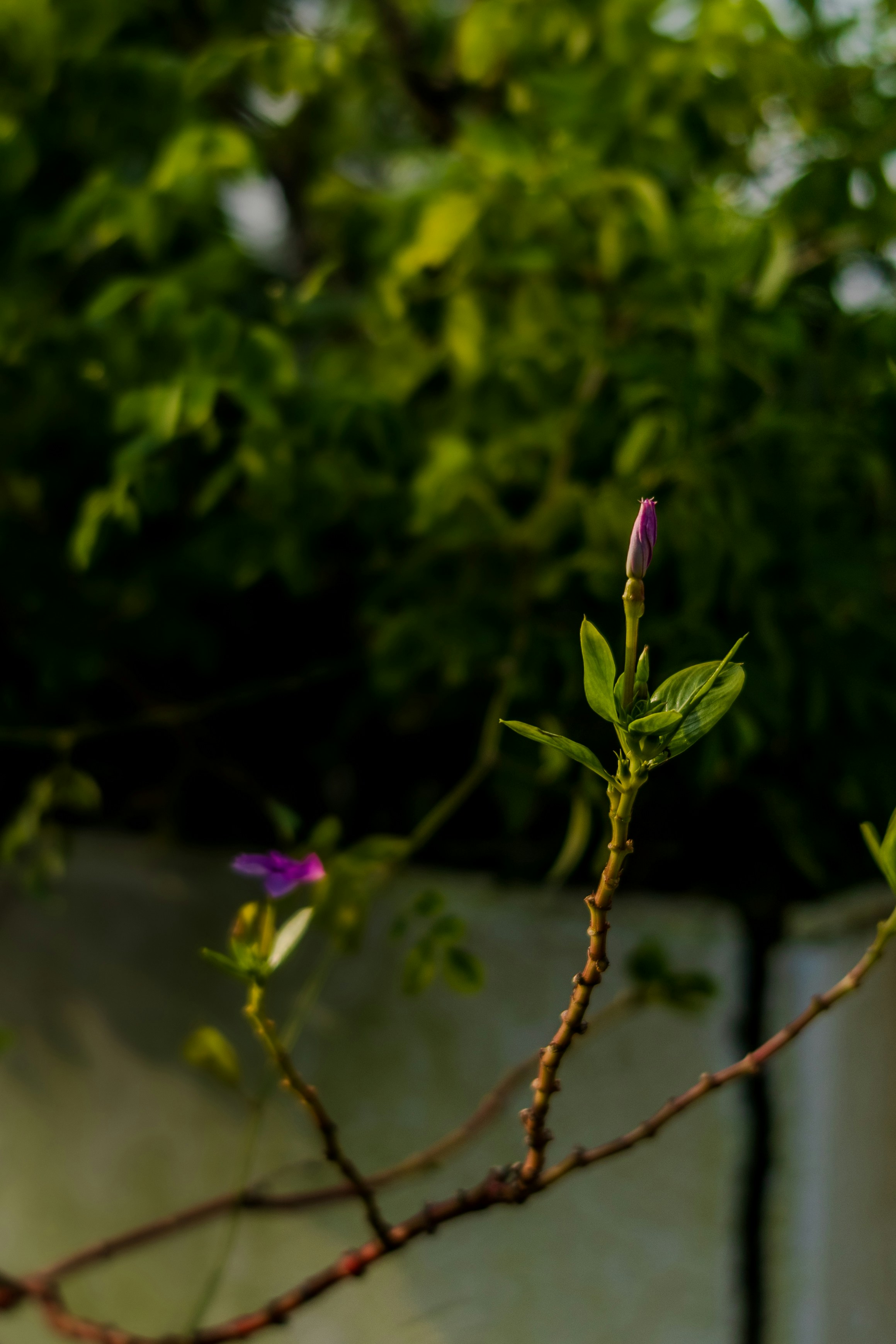 Bud of Promise: A Delicate Bloom Reaches Toward Spring Light