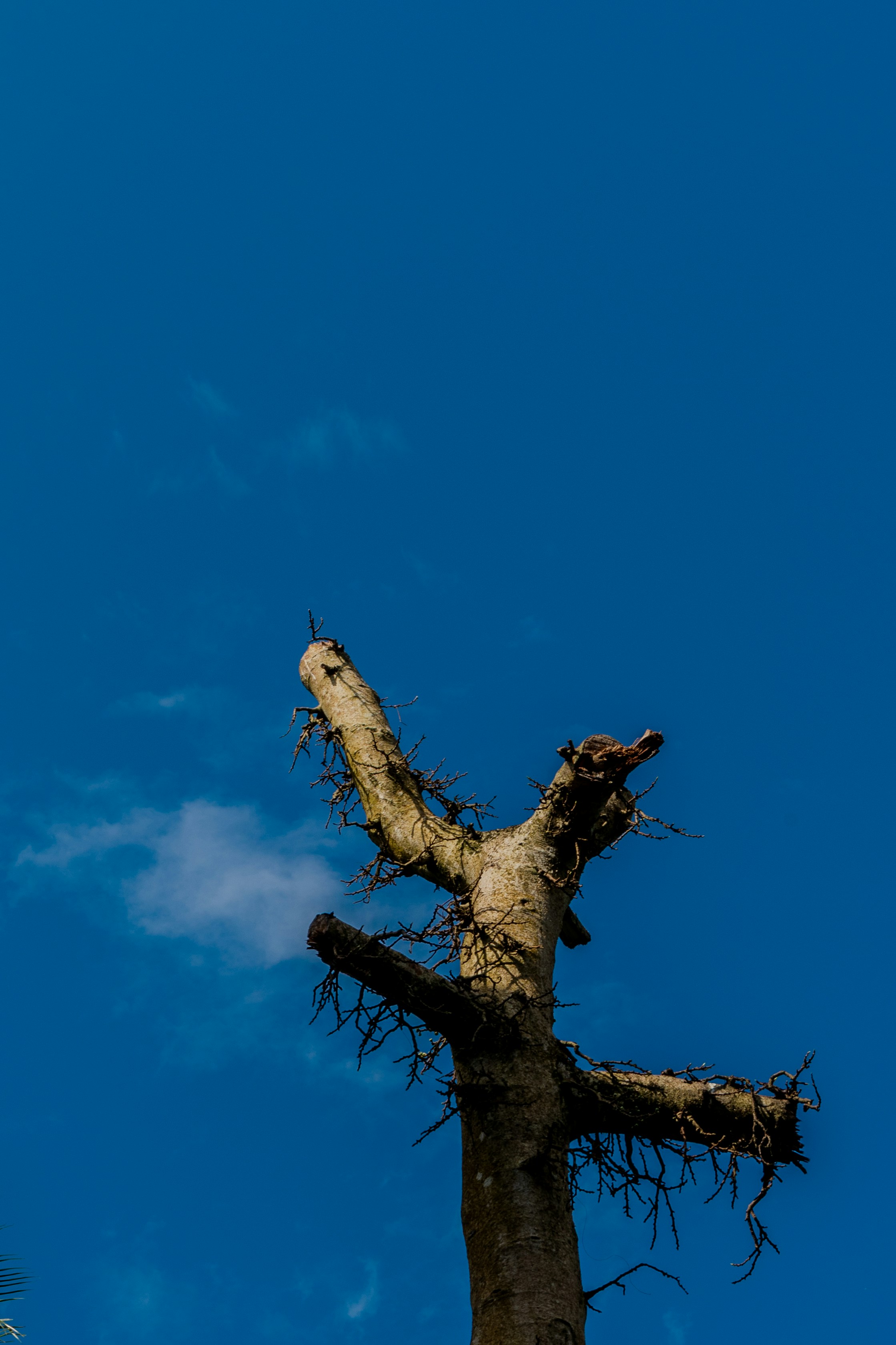Lonely Cross: A Weathered Tree Against an Endless Sky