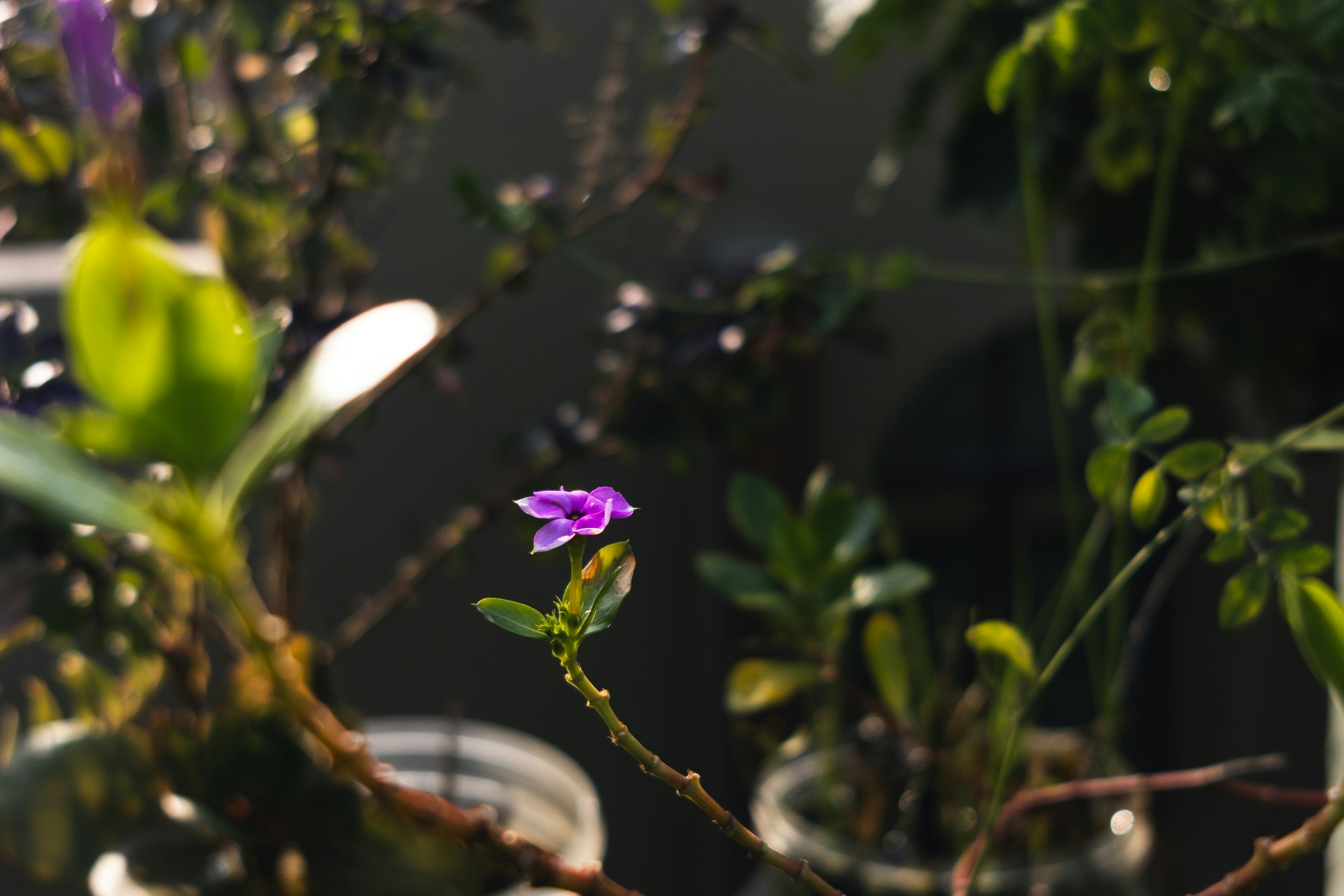 Single Violet Bloom in a Quiet Garden Edge
