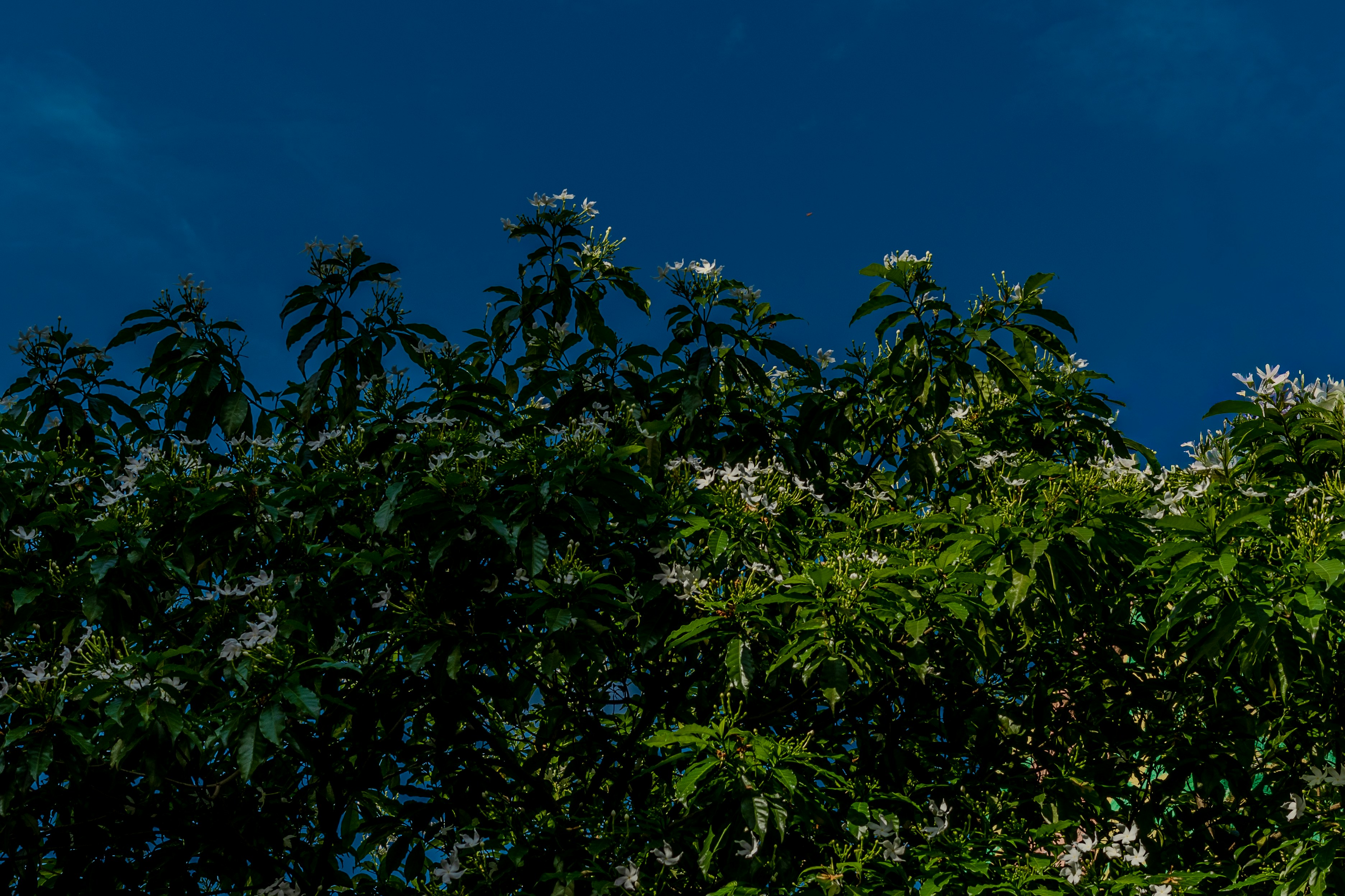 Crescent canopy: sunlit blossoms atop a dense green hedge against a clear blue sky