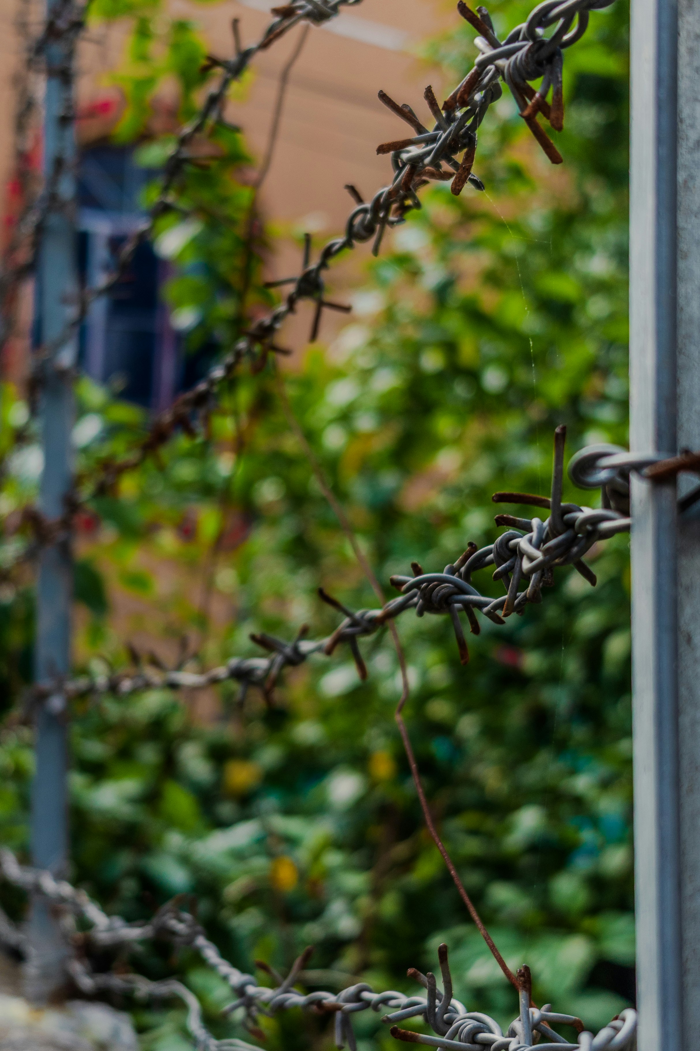 Barbed Lines and Quiet Greenery