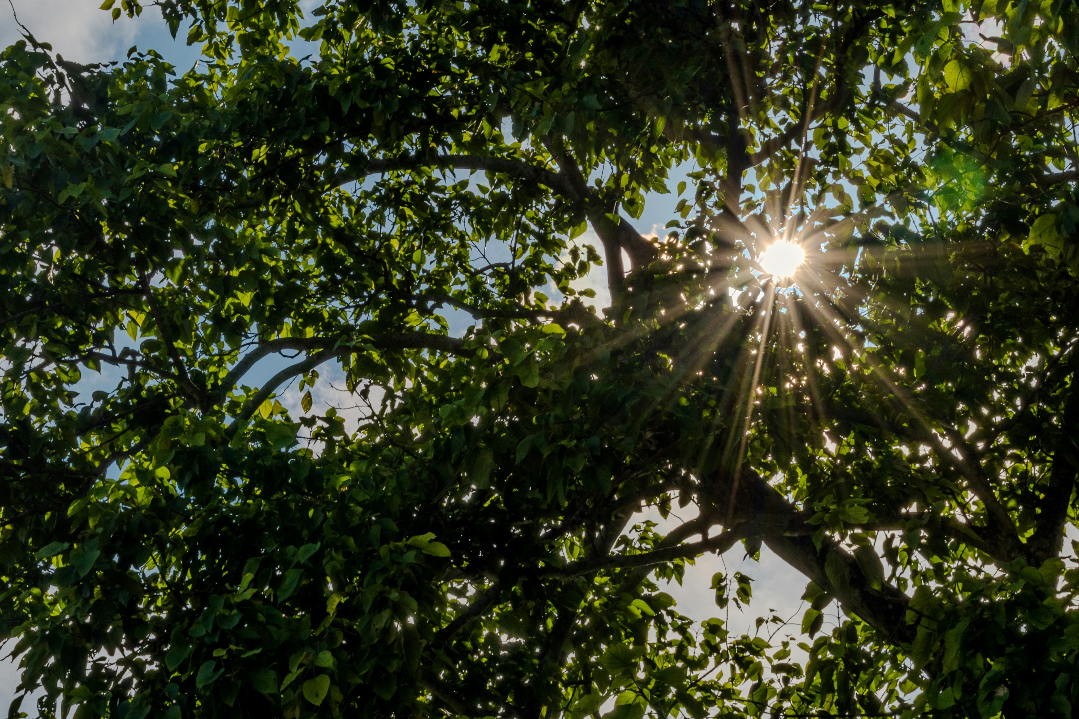 Sunburst Through Foliage: A Dappled Boost of Green and Light