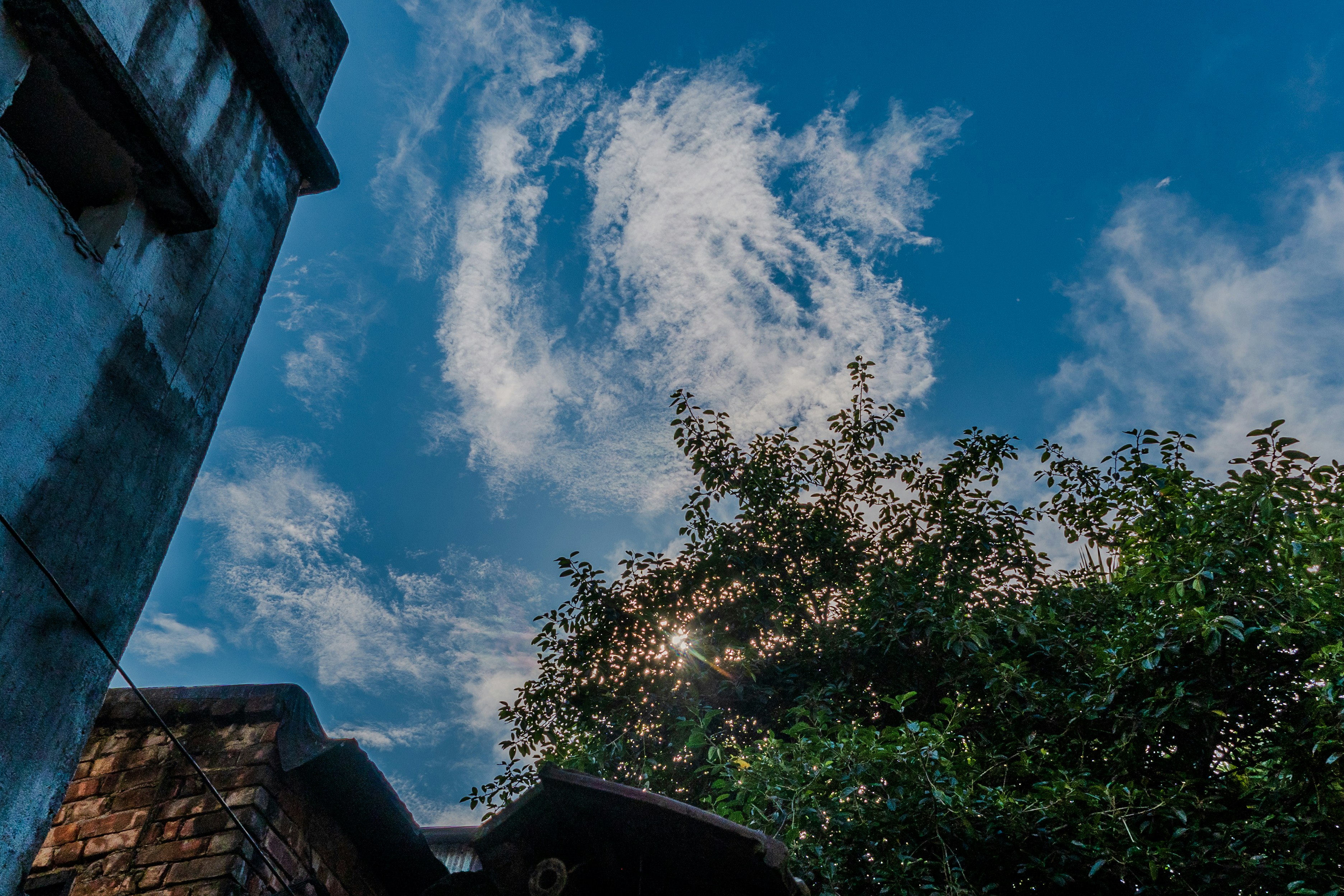 Skyward Rooftops and Verdant Canopy