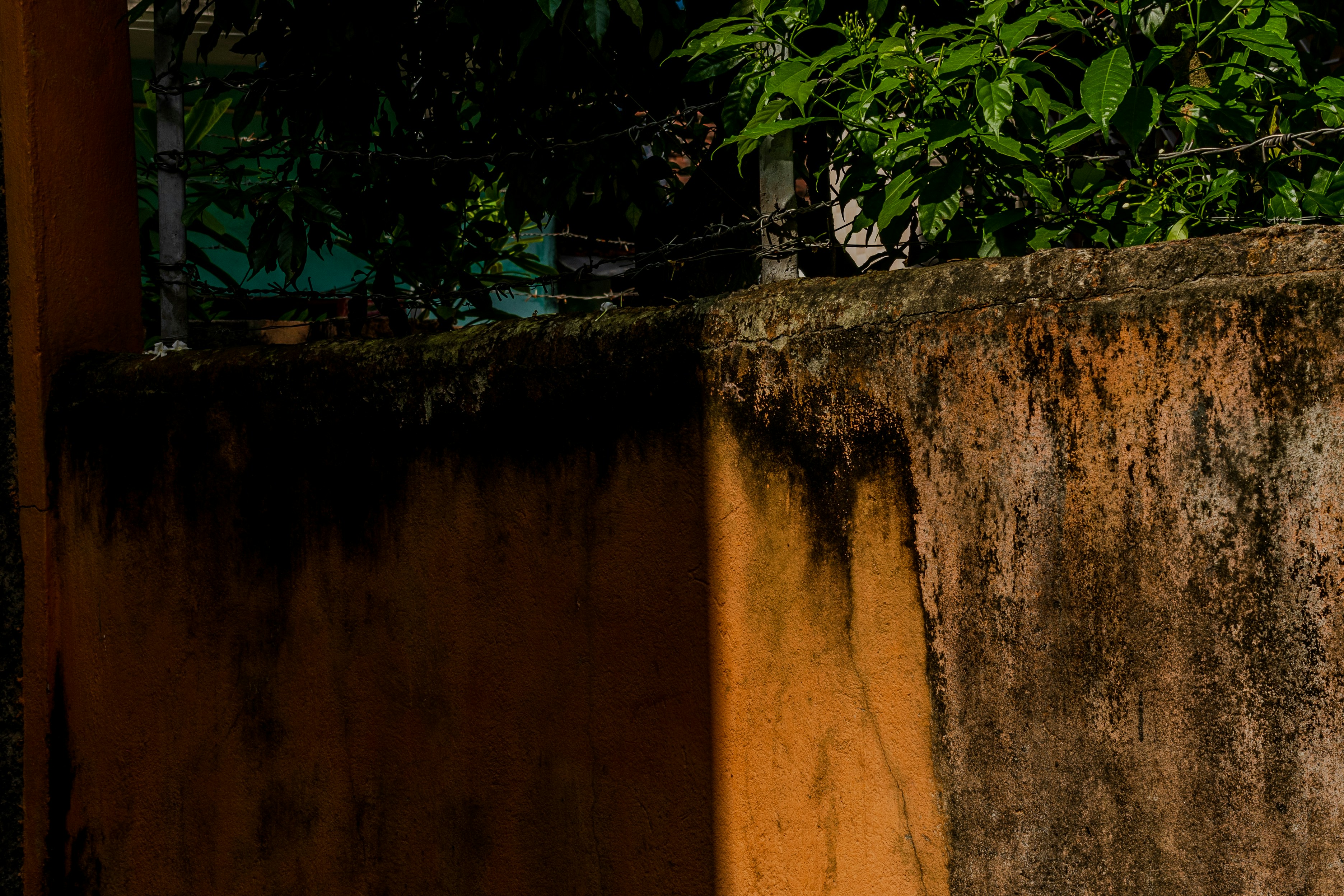 Sunlit Verge: A Weathered Wall Bathed in Dappled Shade