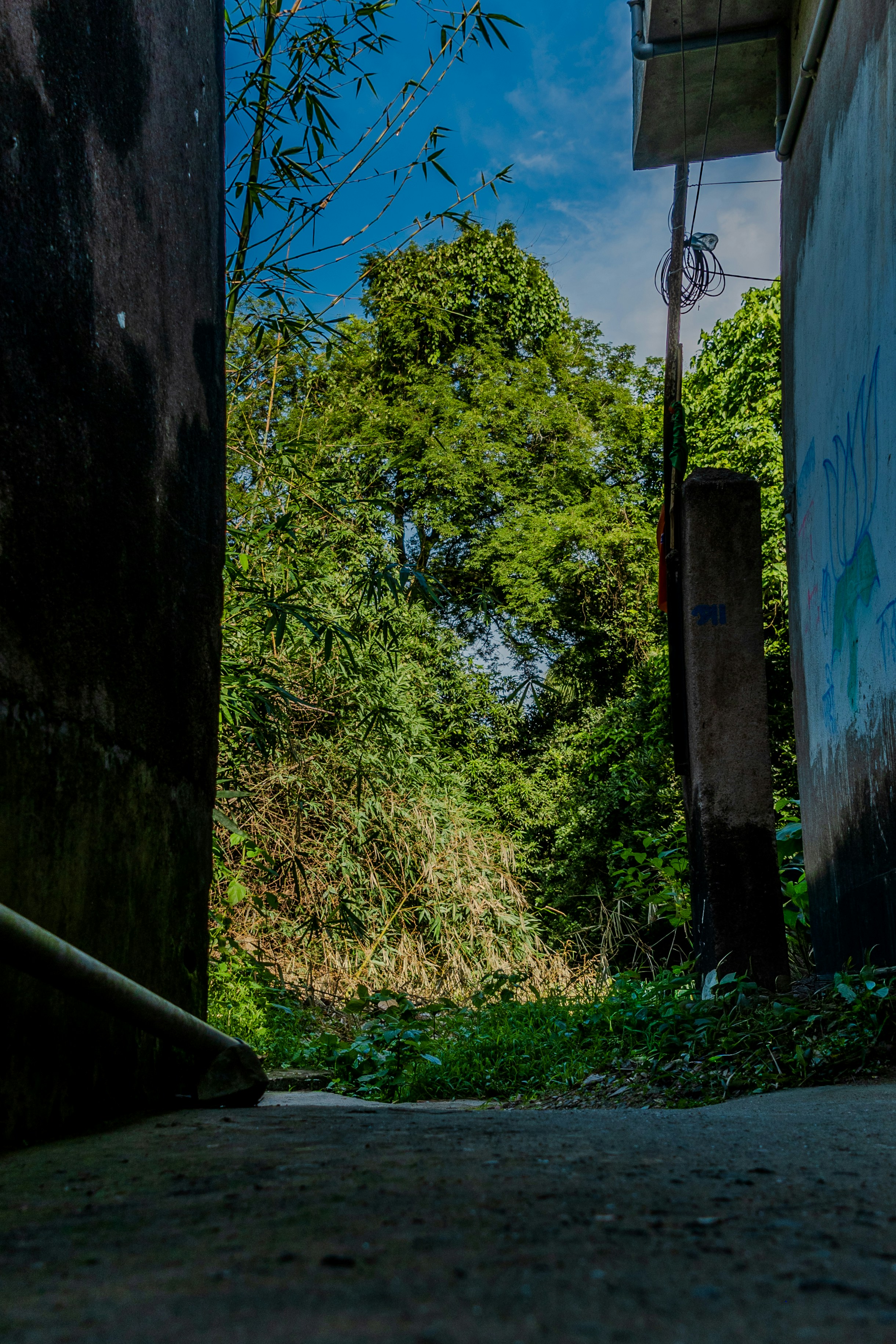 Sunlit Corridor Between Walls: Greenery Framing a Quiet Exit