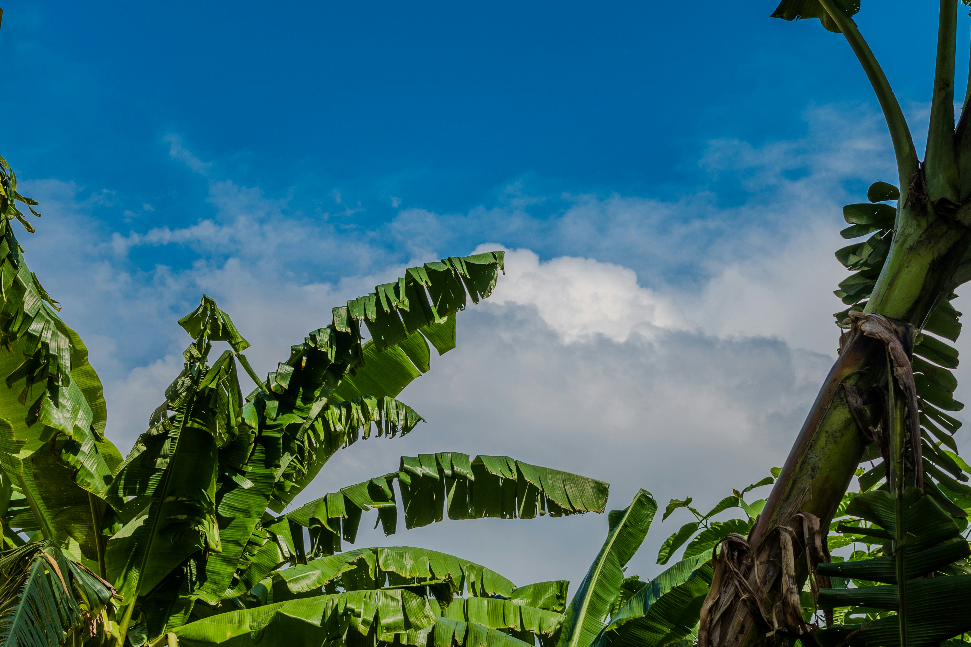Banana Grove Under a Clear Caribbean Sky