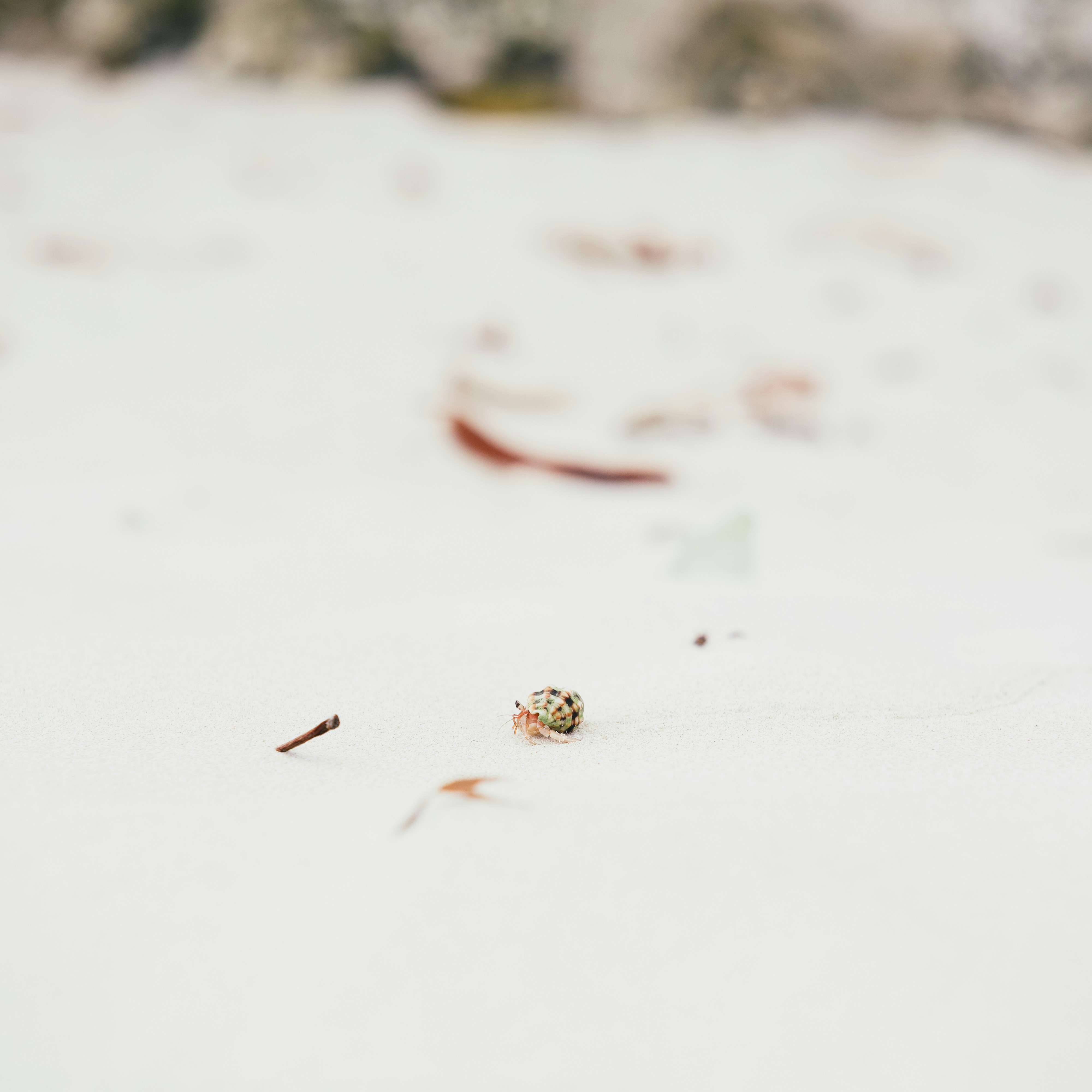 A lone shell on sunlit shore, drifting away from the tide