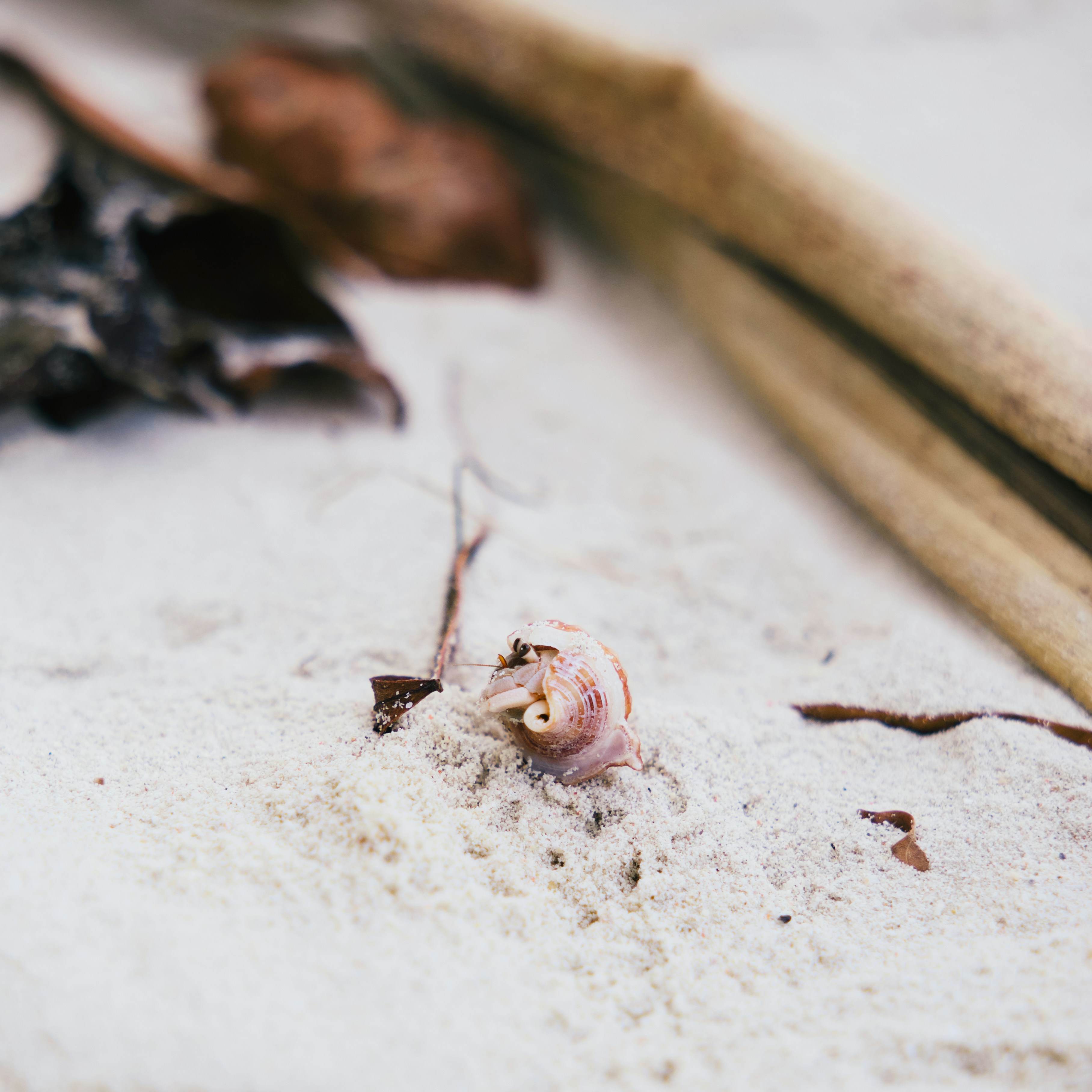 Tiny Seashell Amid Sand and Debris on a Quiet Shore