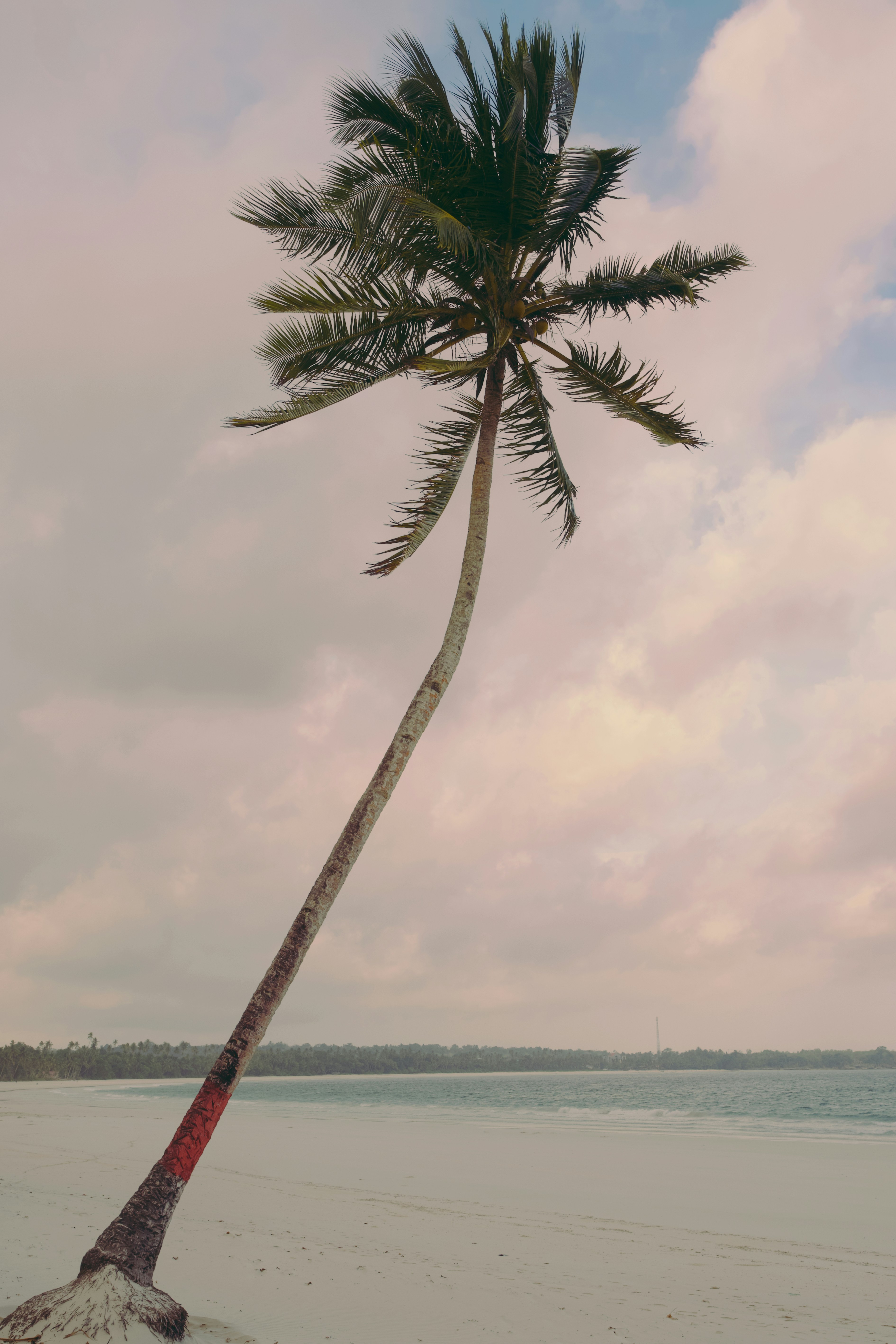 Curved Palm Leaning Toward a Quiet Sea