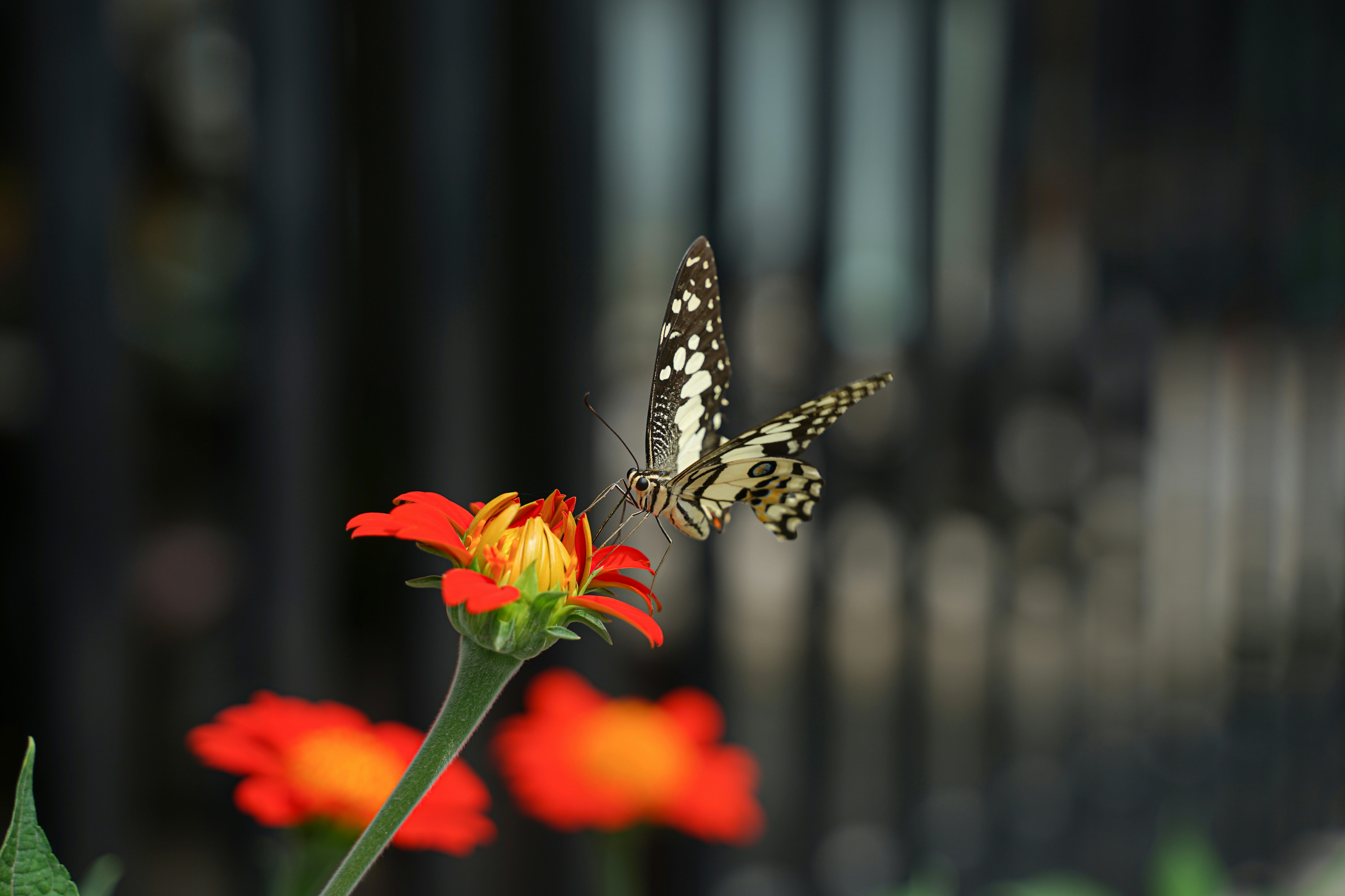 Butterfly Ballet on a Scarlet Bloom
