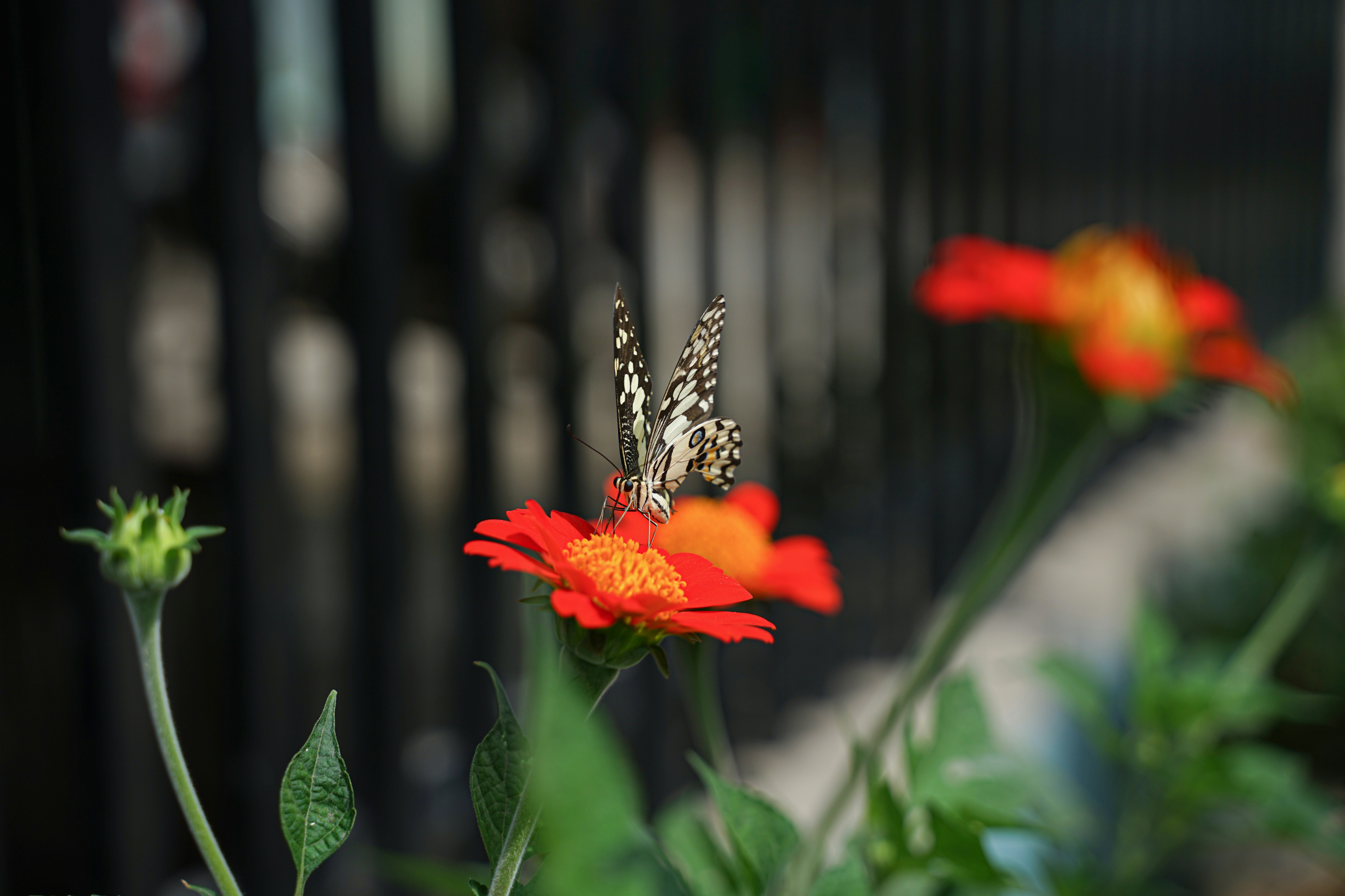 Butterfly on a Crimson Kiss: A Quiet Garden Moment