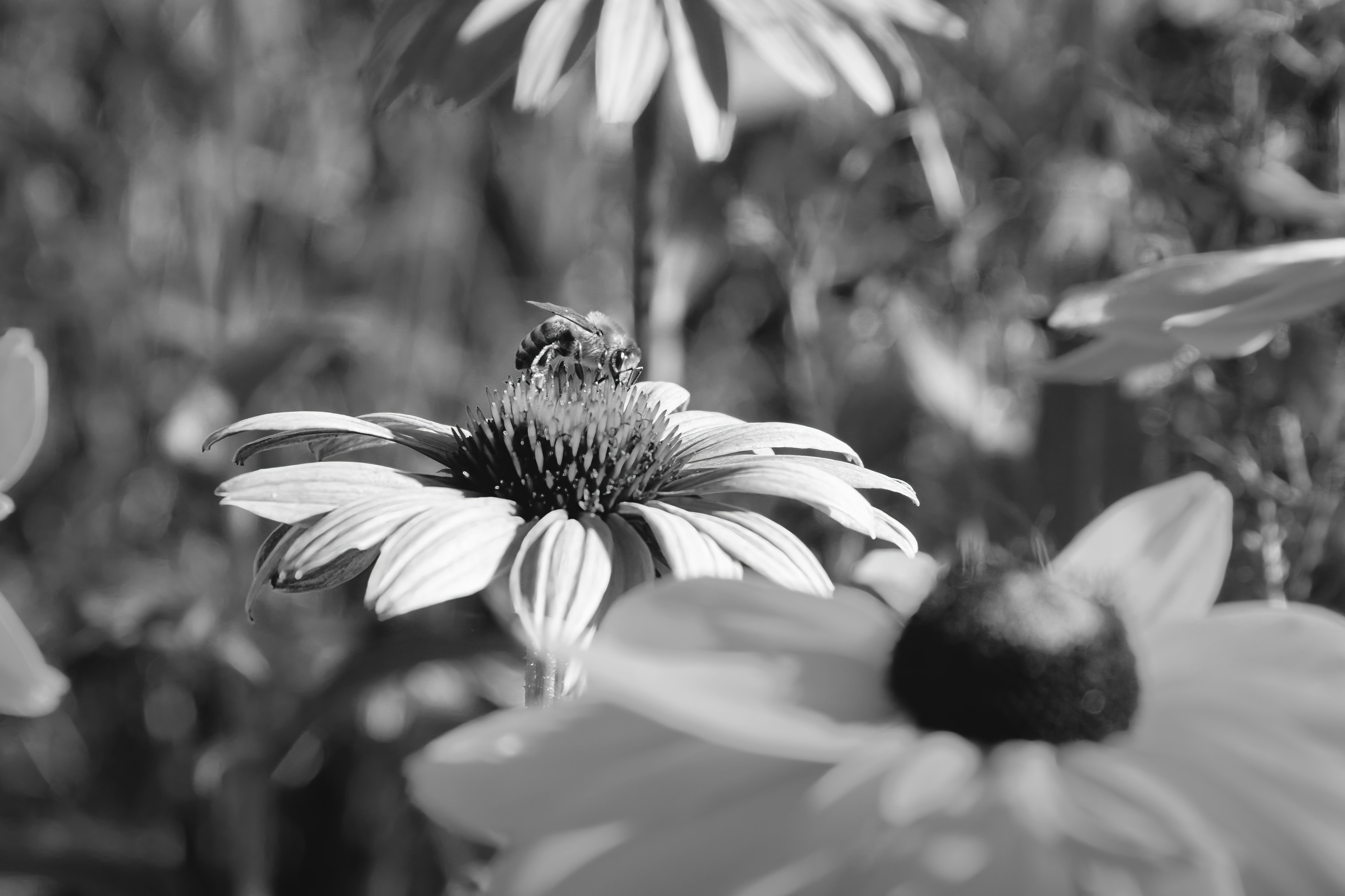 Monochrome Bloom: A Quiet Convergence of Petals