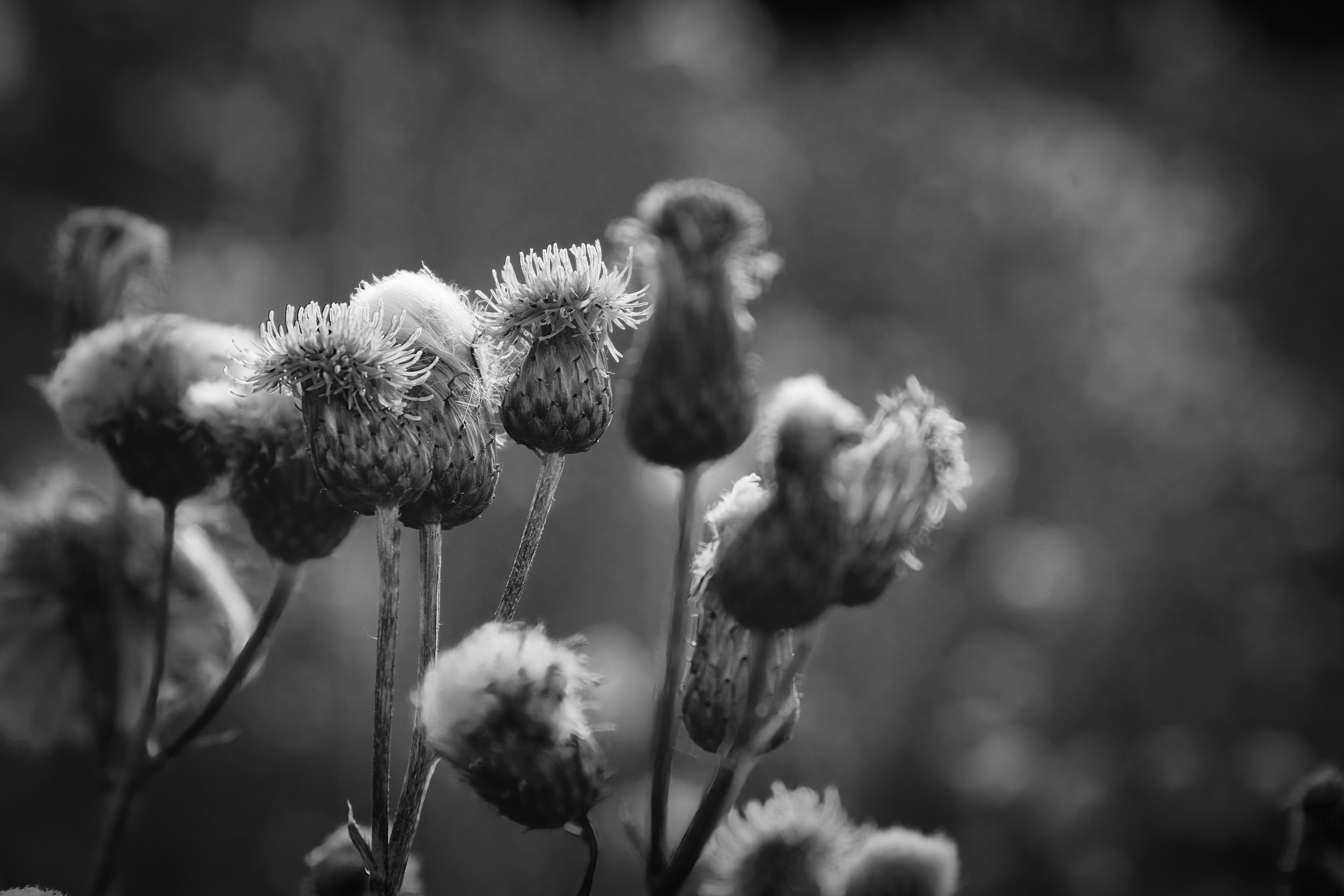 Close-Up of Frosted Seed Heads in Soft Backlight