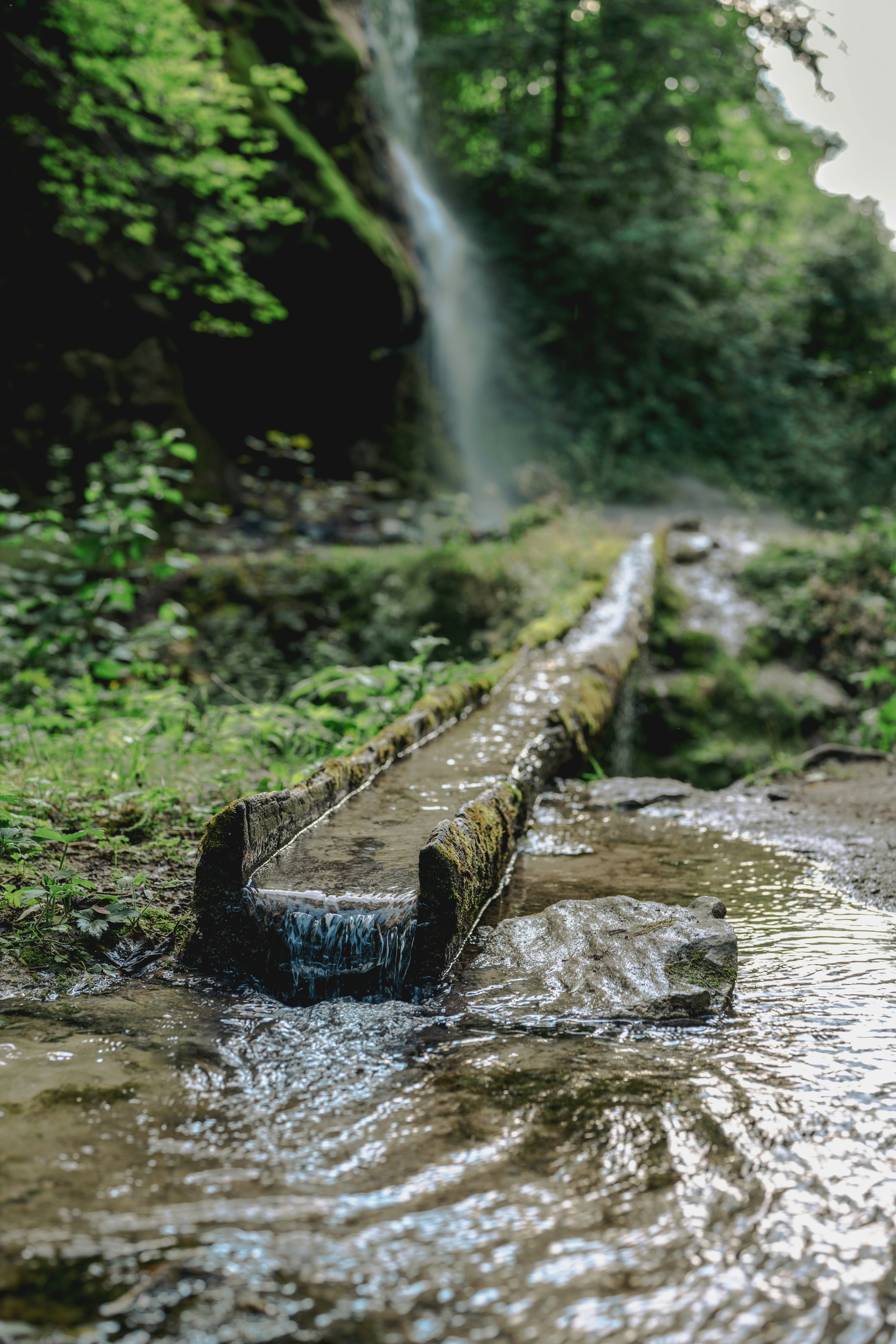 Weathered Log Bridge Over a Gentle Forest Stream