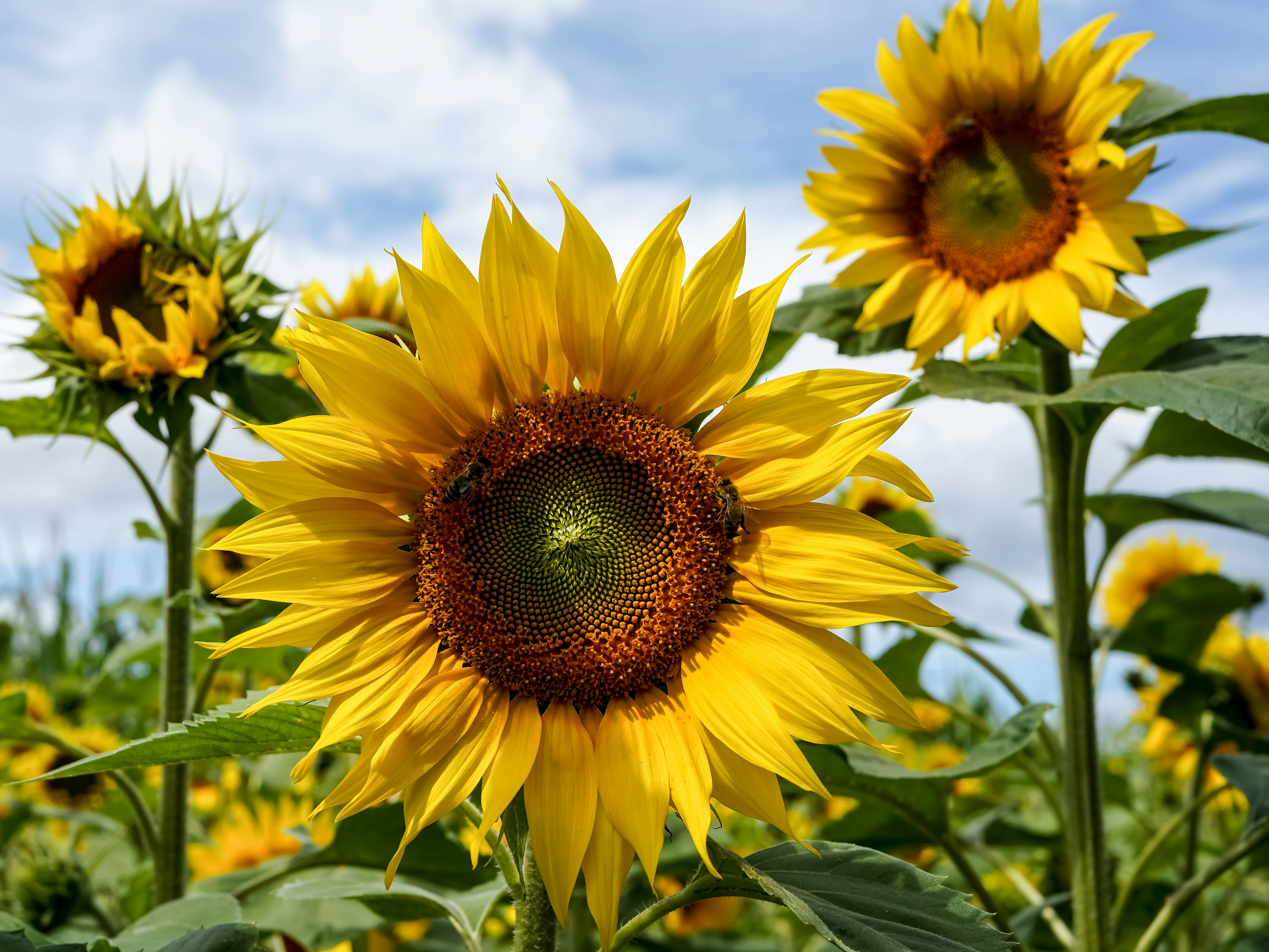Sunlit Majesty: A Central Sunflower Greeted by a Field of Gold