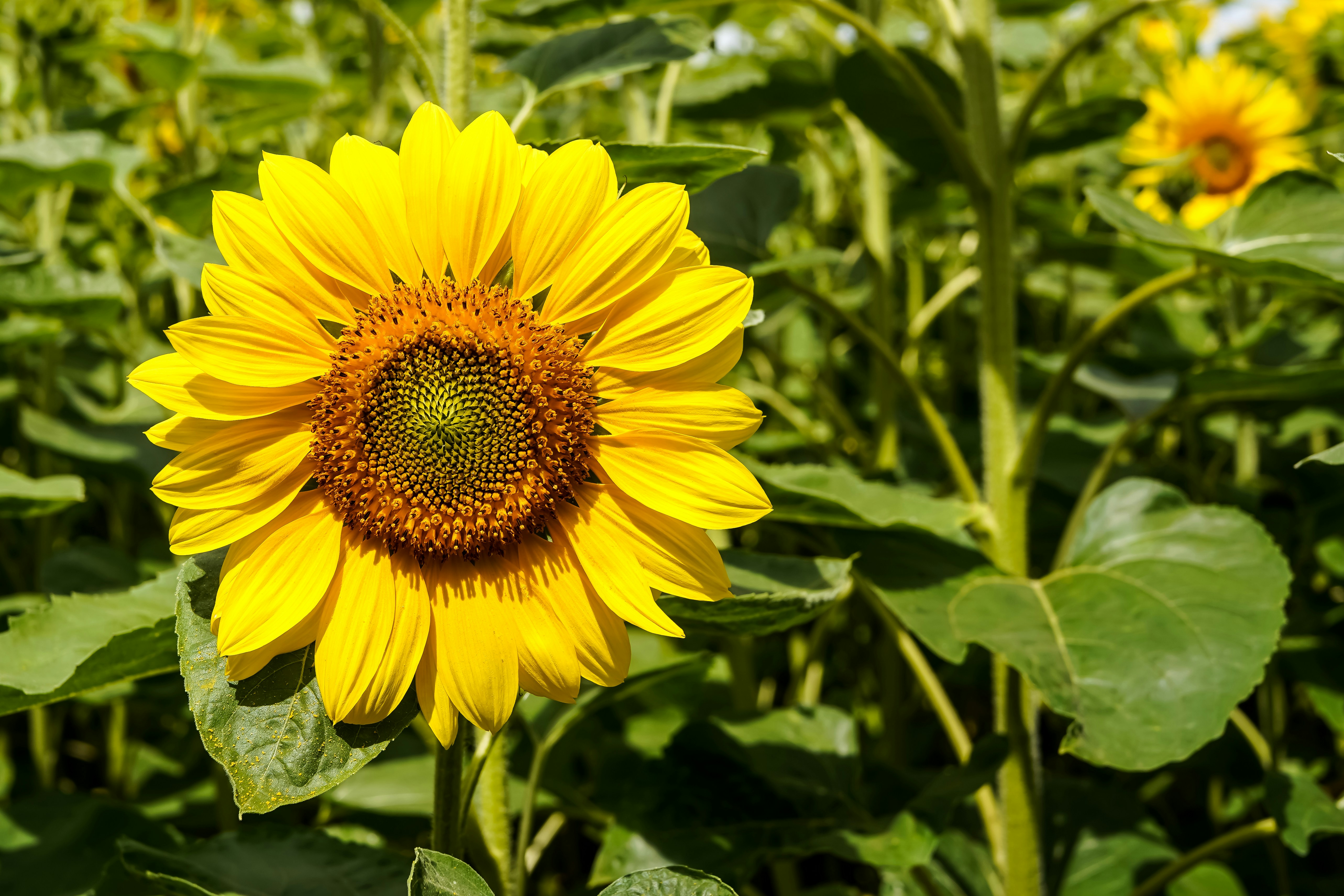 Sunlit Helianthus: A Central Bloom in a Sea of Green