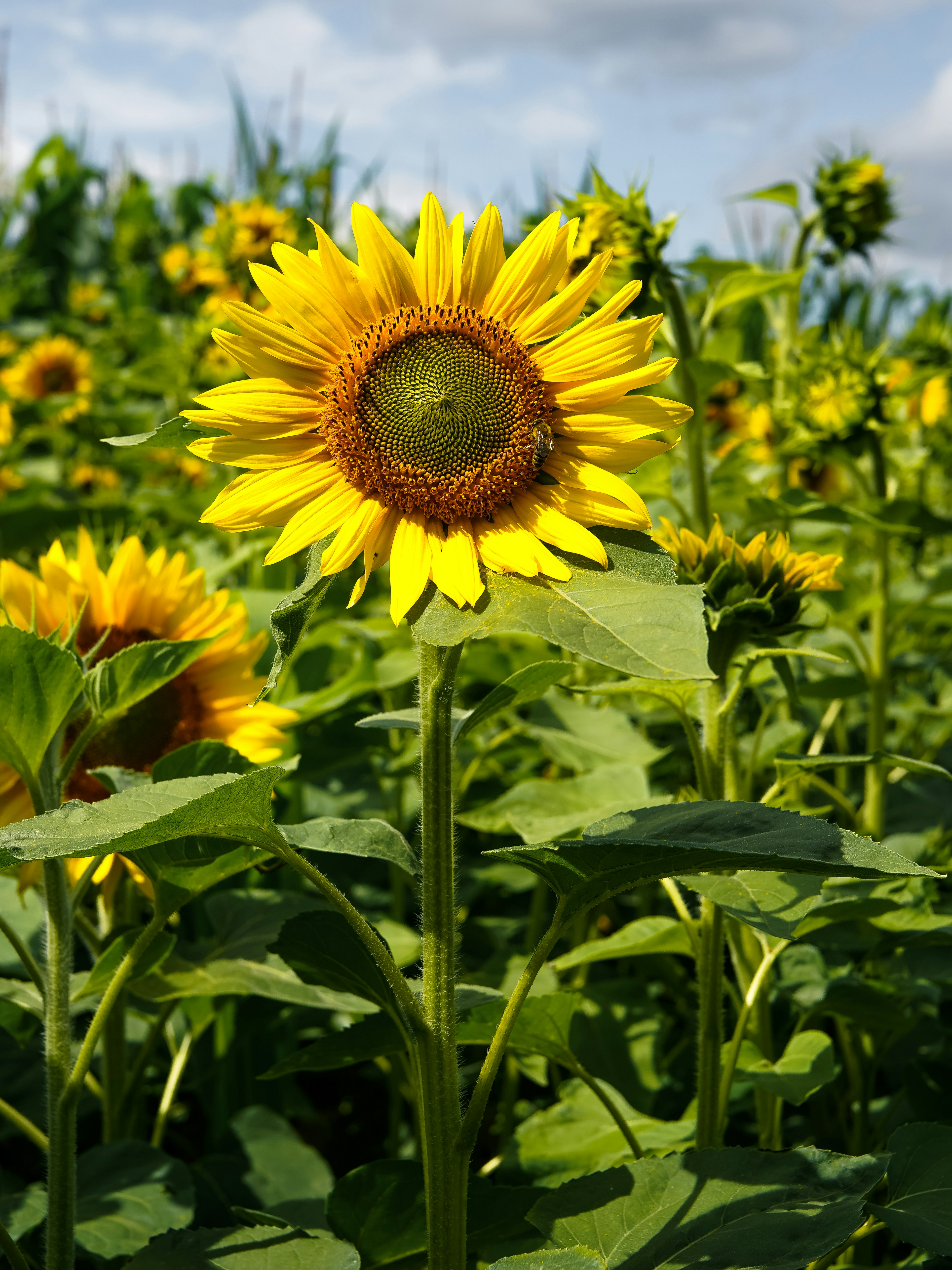 Sunlit Center Stage: A Tall Sunflower Reaching for the Sky
