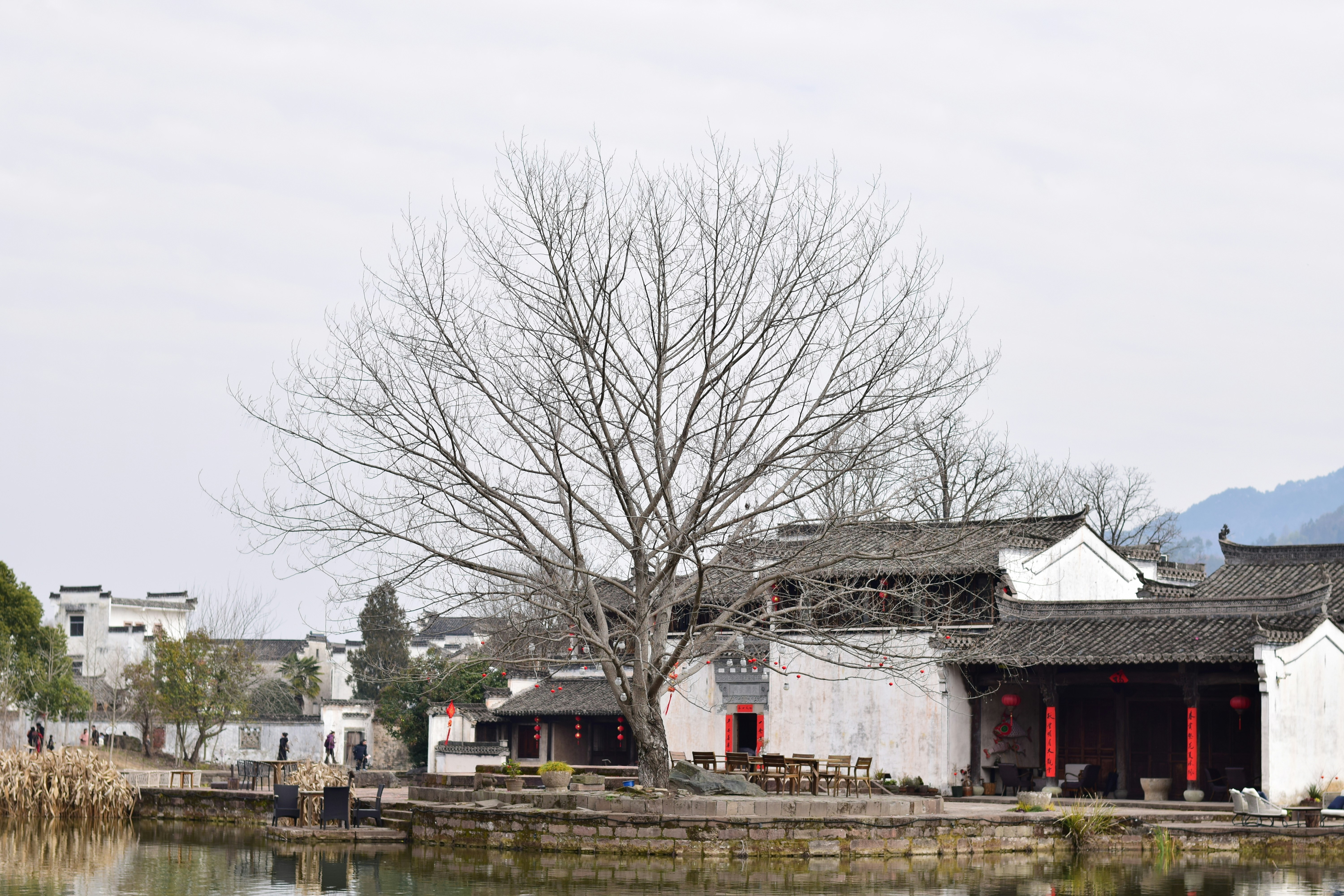 Winter Tree Beyond the Quiet Canal