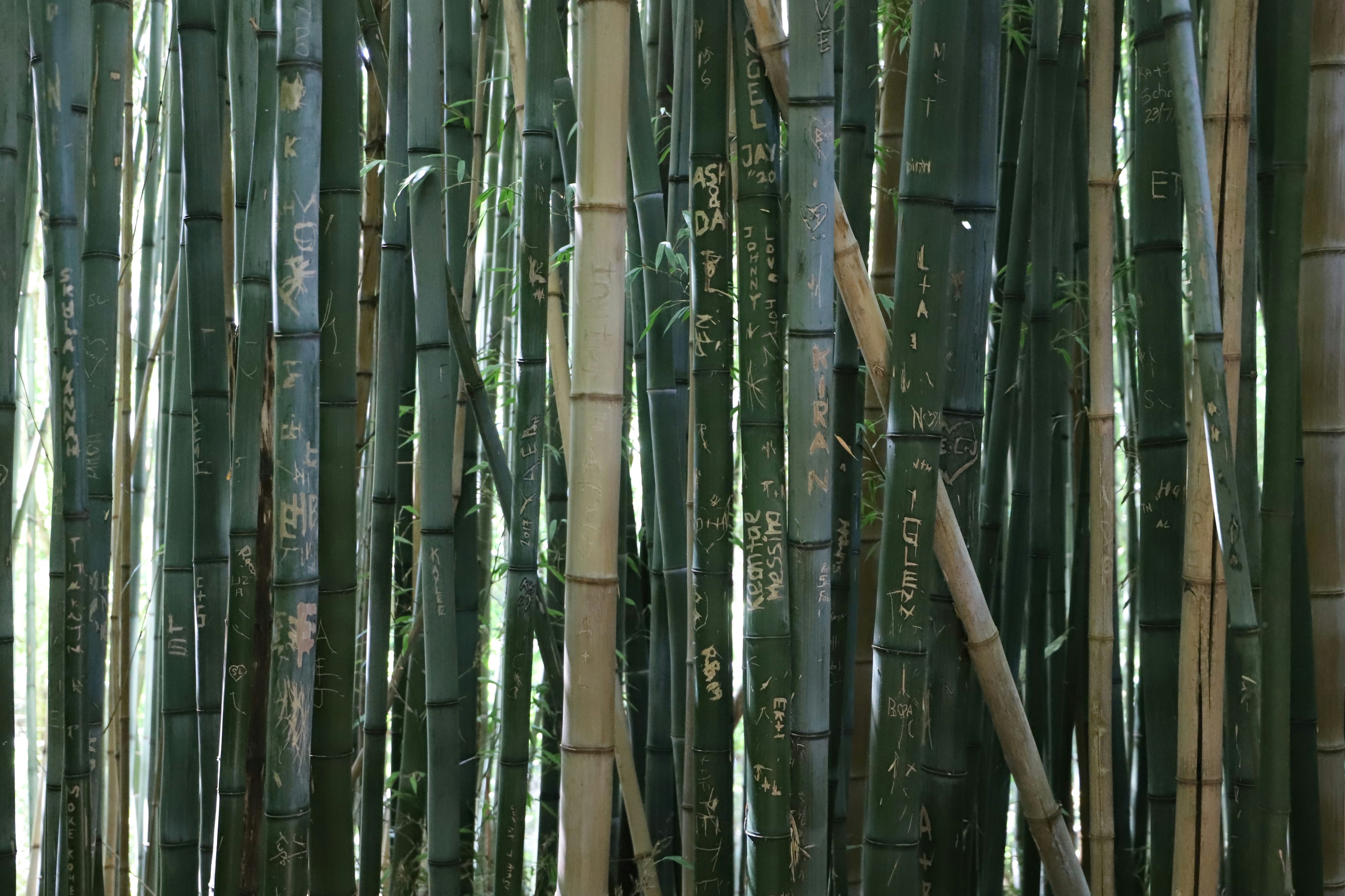 Tall green bamboo stalks carved with names and dates in a dense forest.