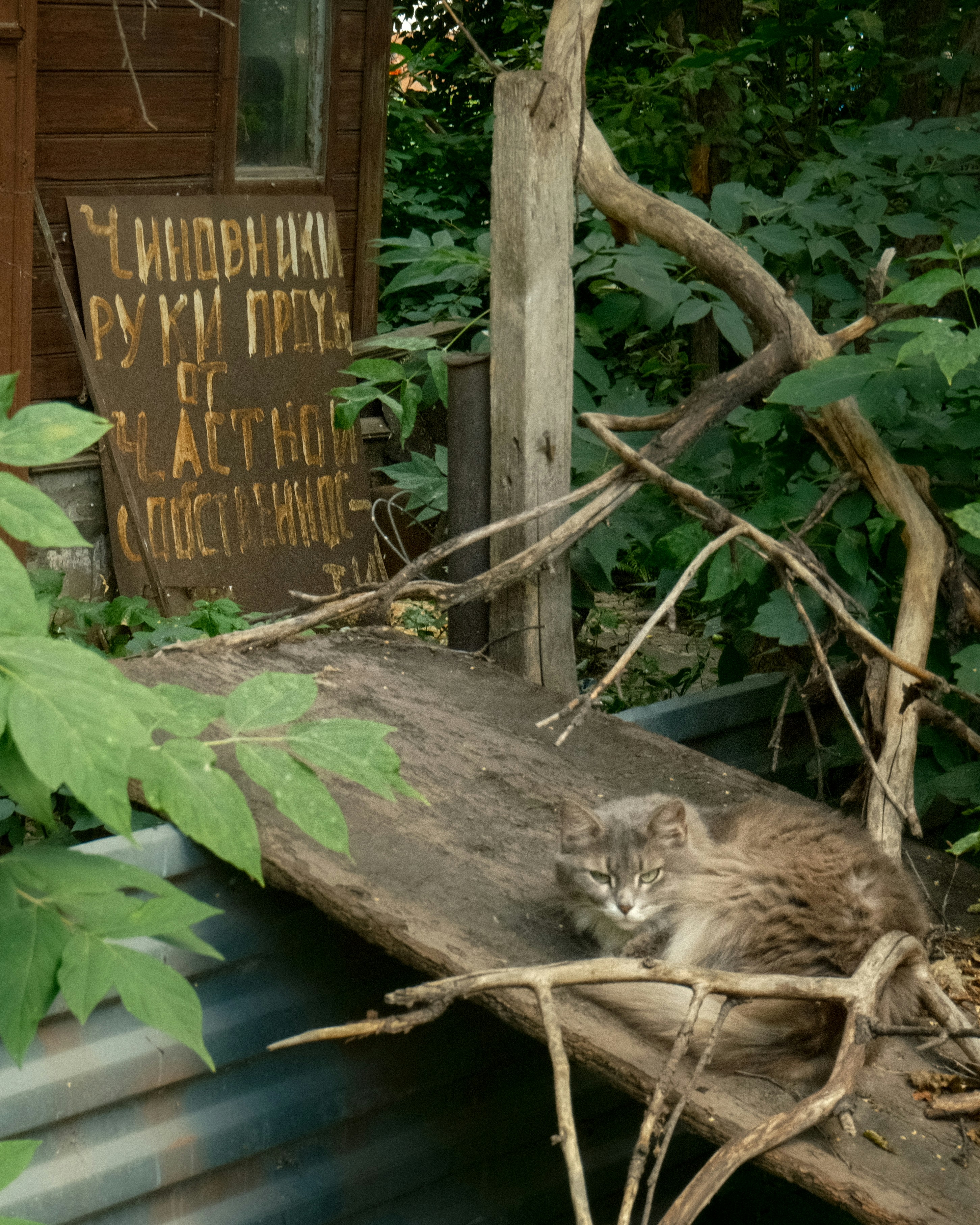 The Watchful Cat Among Tangled Branches