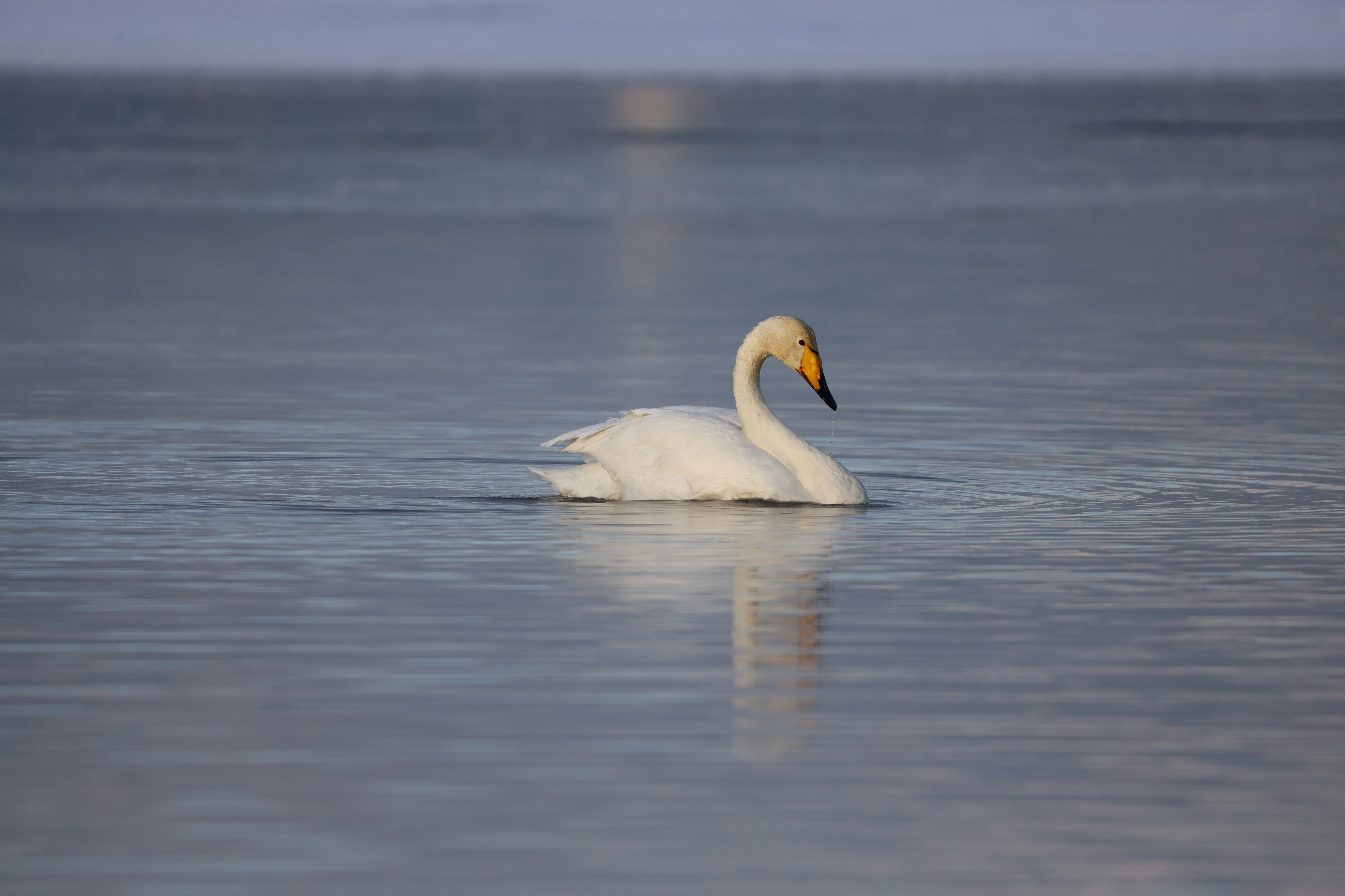 A lone white swan glides across calm blue water, its reflection softly mirrored beneath. The scene emphasizes serene coastal stillness with a clear horizon.
