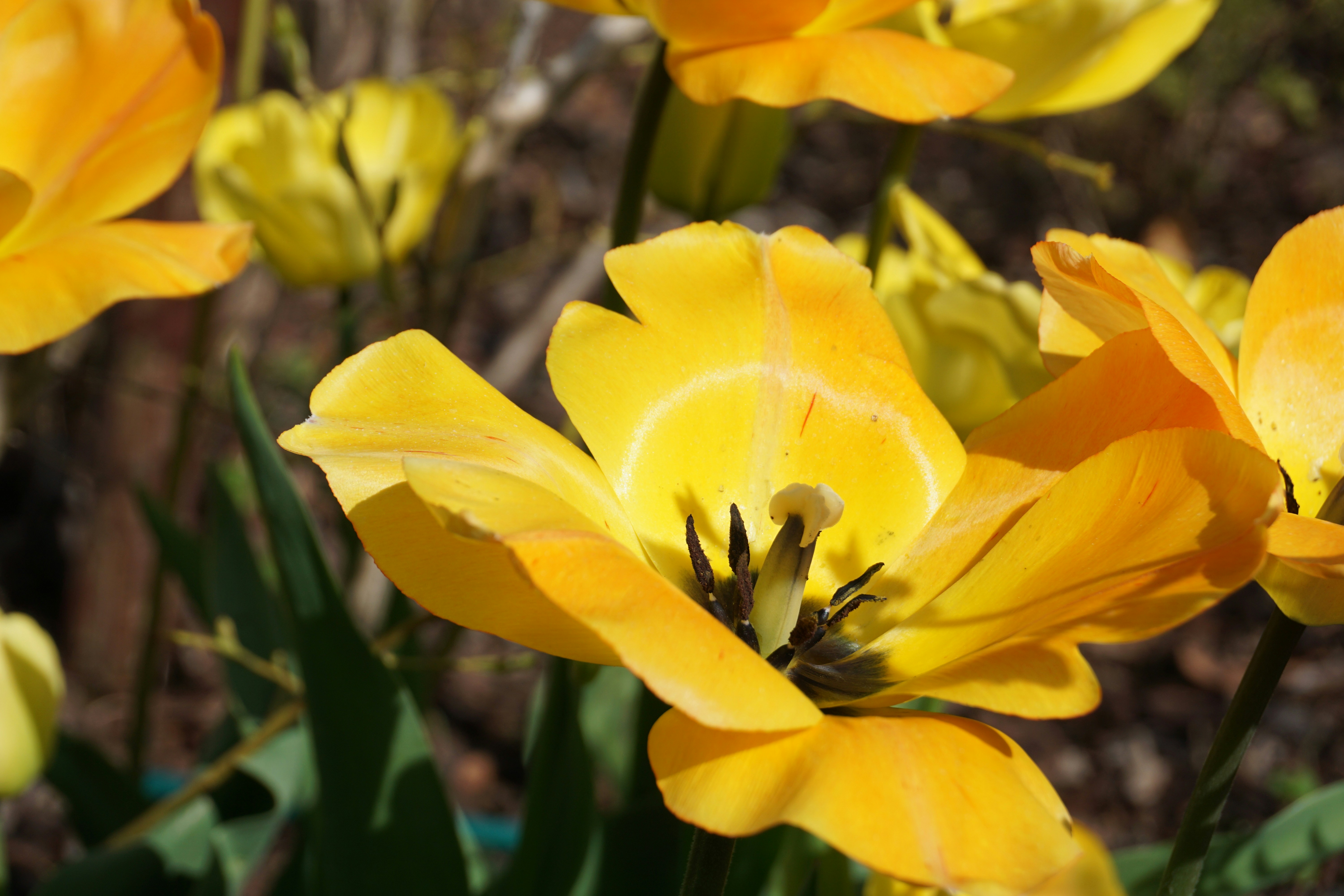 Golden Tulip Bloom: Sunlit Petals Unfold