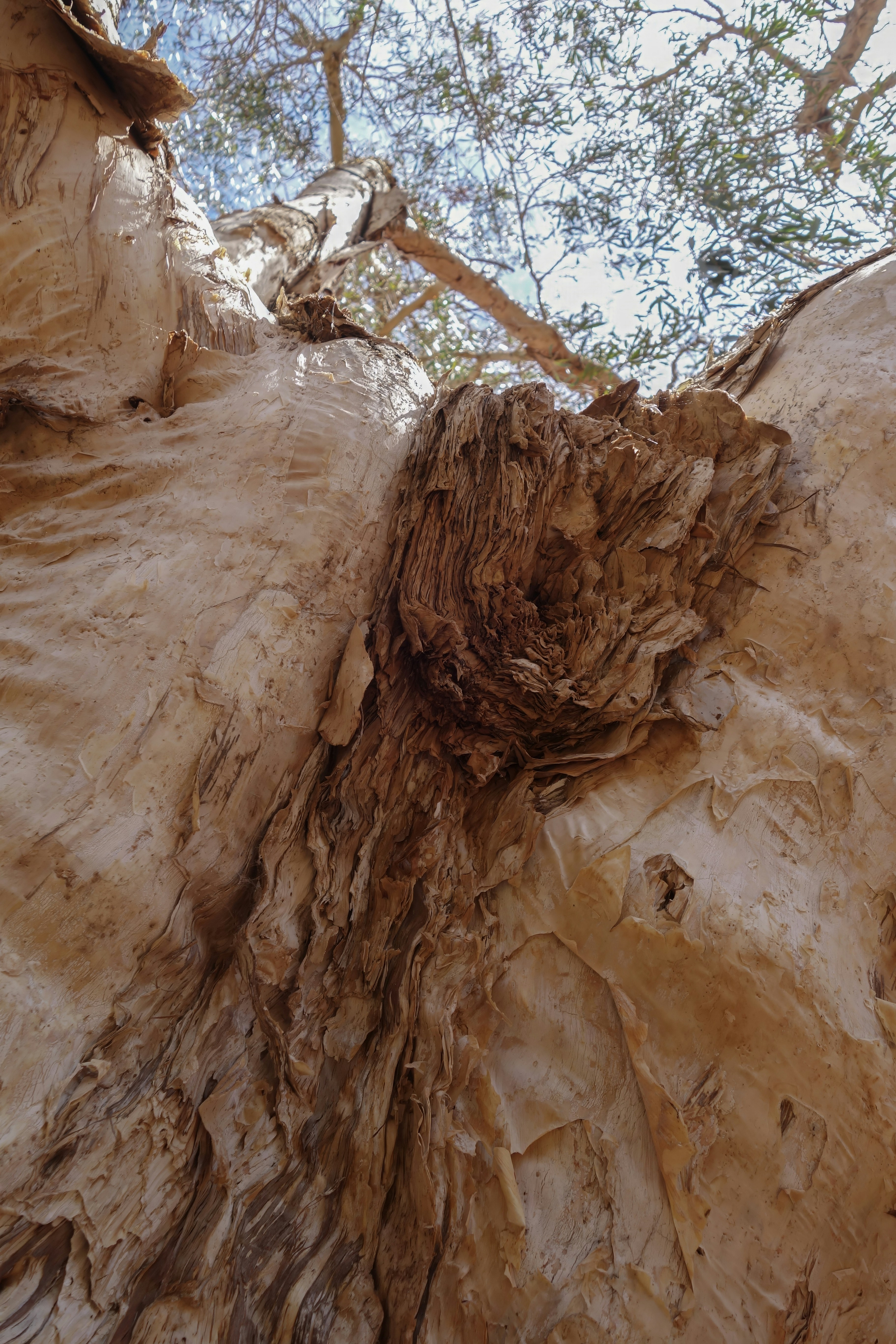 Whorls of Desert Yearner: A Gnarled Trunk Climbing the Canyon