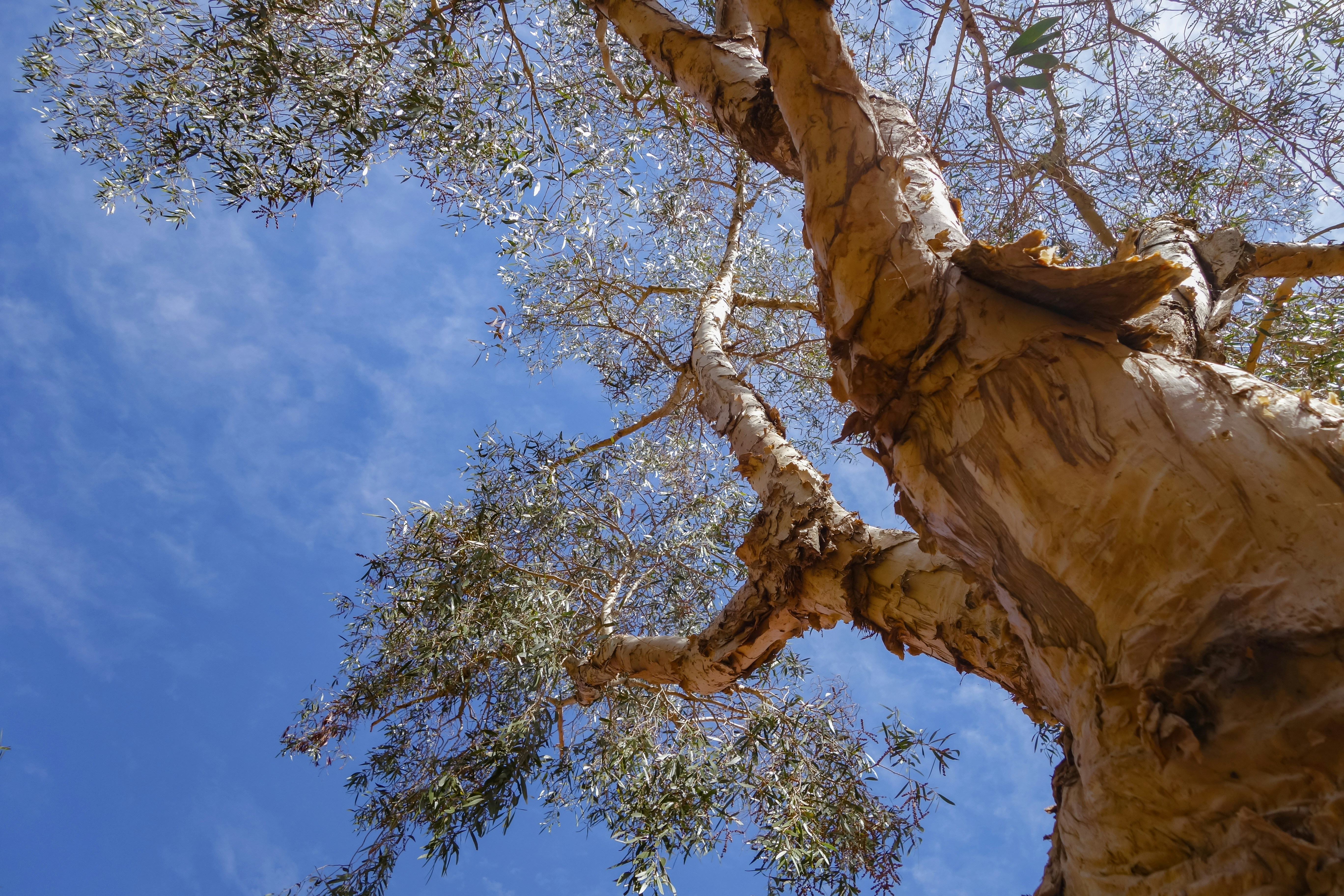 Skyward Gnarled Branches: A Sunlit Tree Against Clear Blue