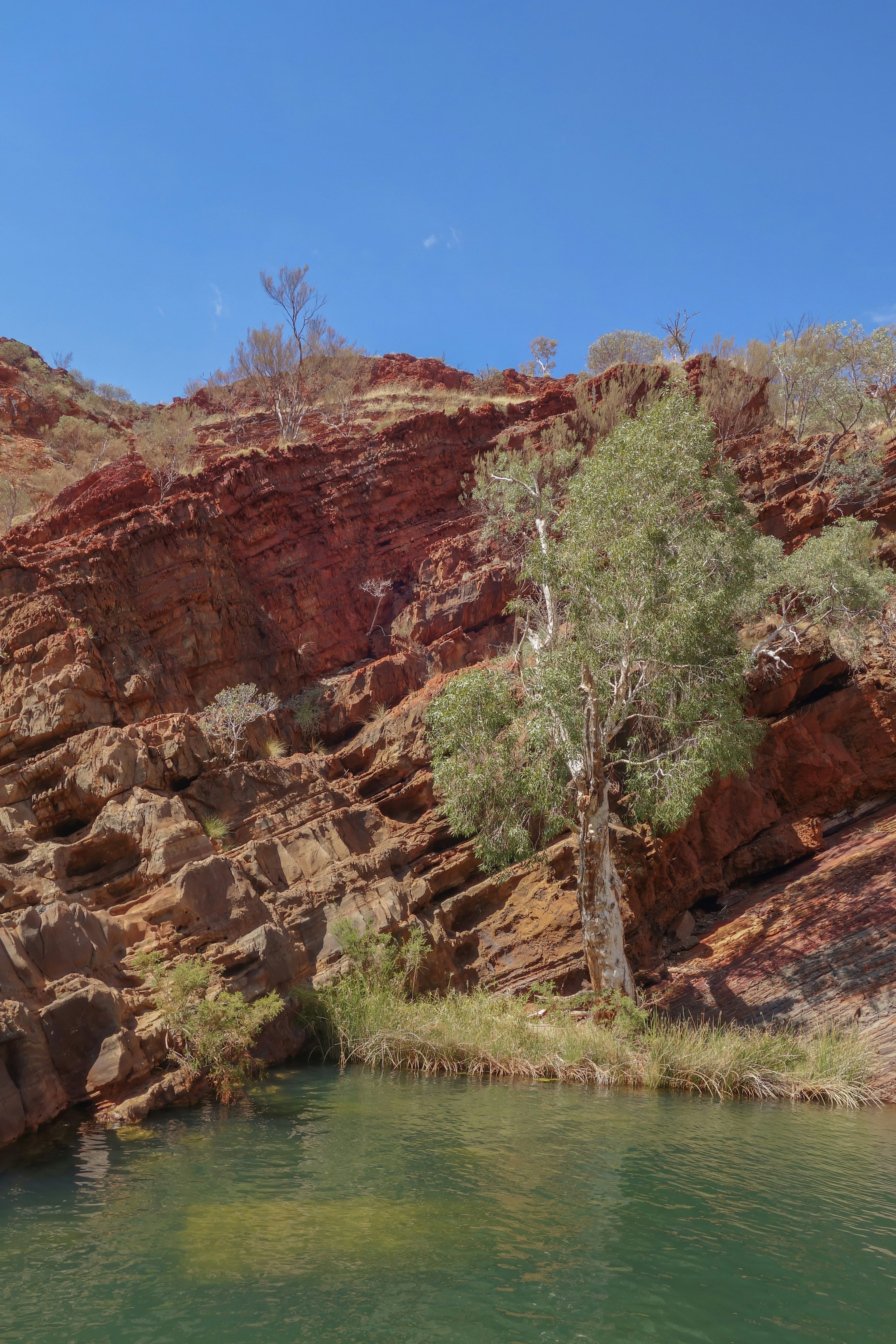 Rugged Red Cliffs and a Lone Tree Framed by Calm Waters