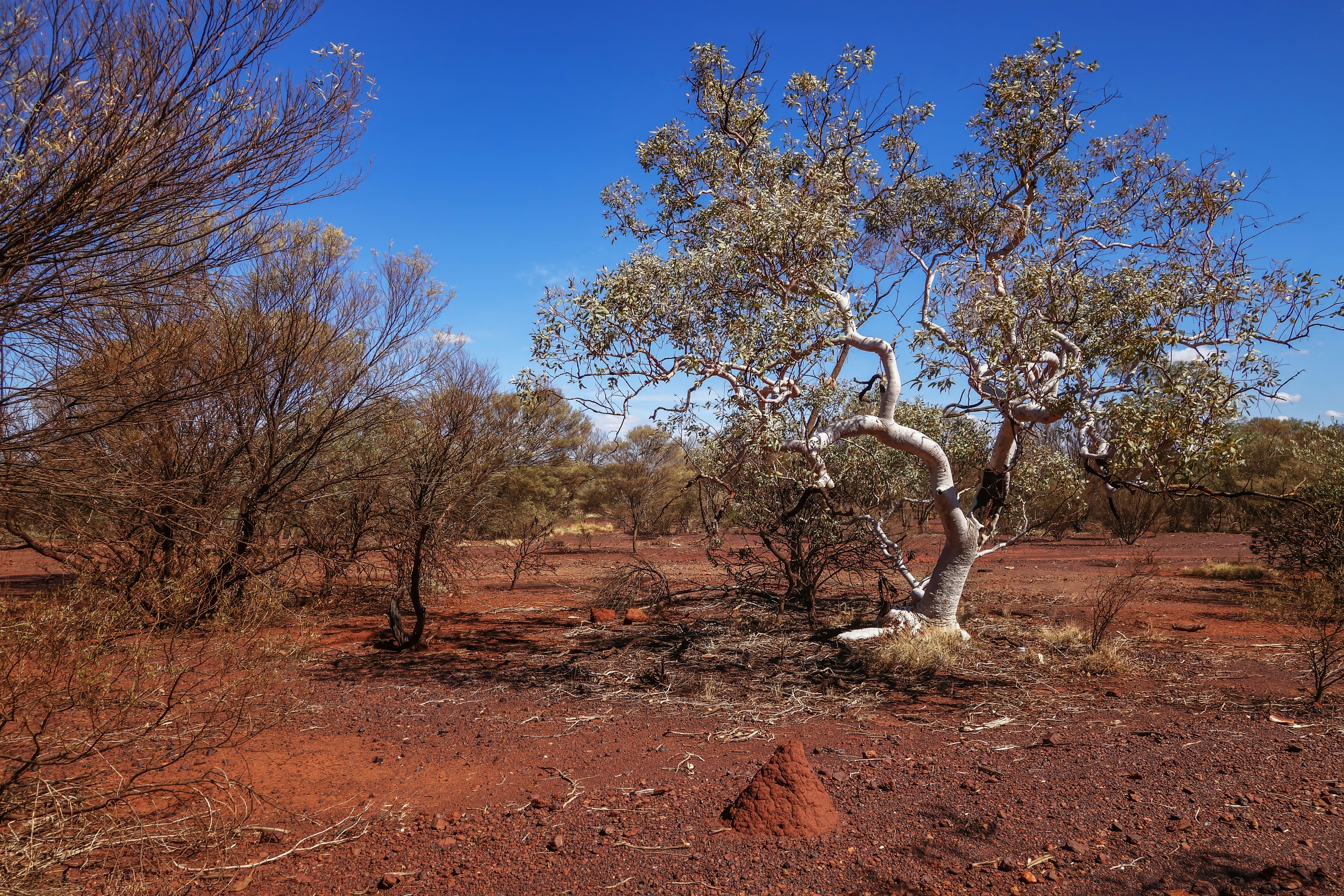 Desert Gum: A Weathered Tree Amid Red Earth and Open Sky