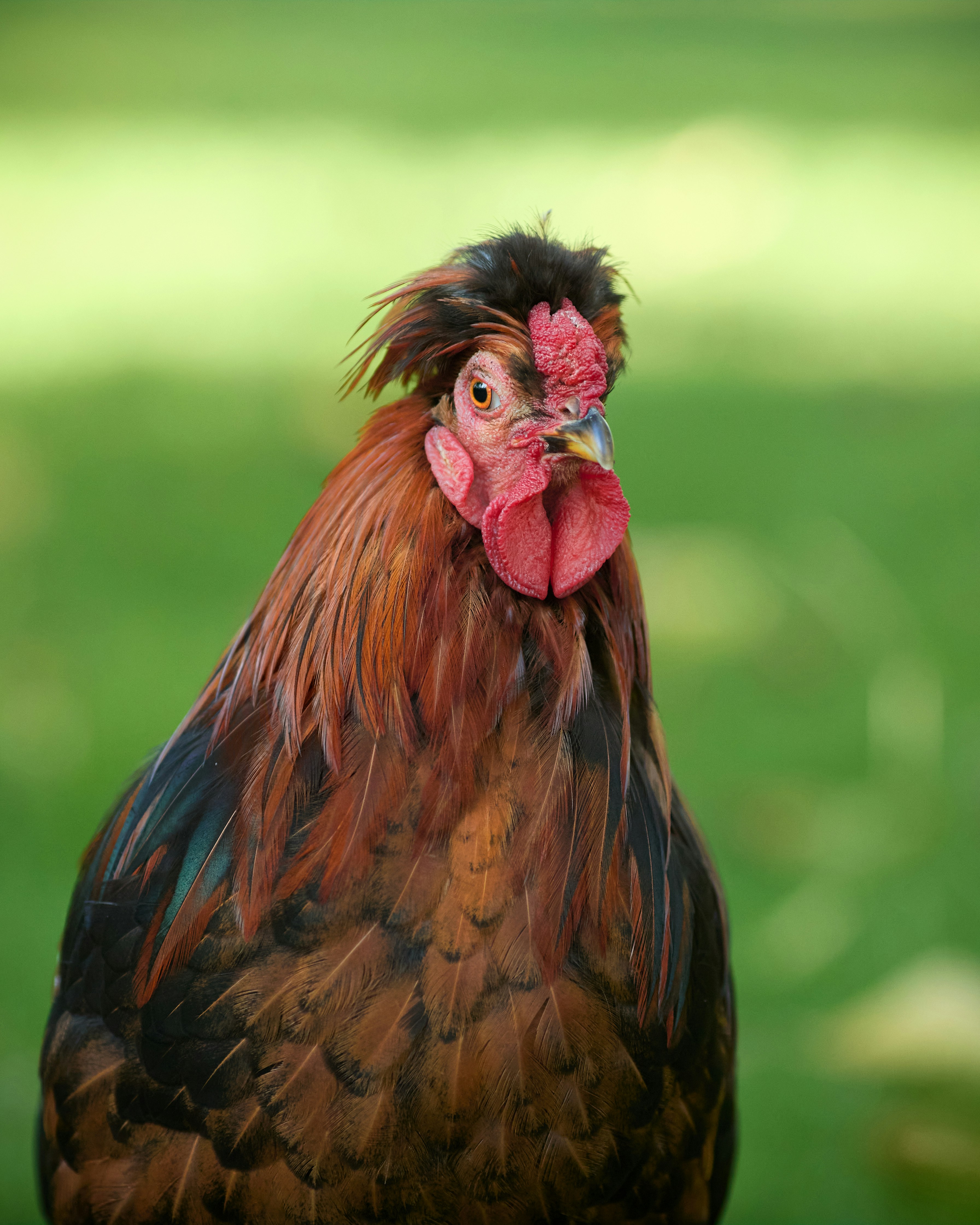 Rooster in Sunlit Garden: Crimson Crest and Curled Feathers