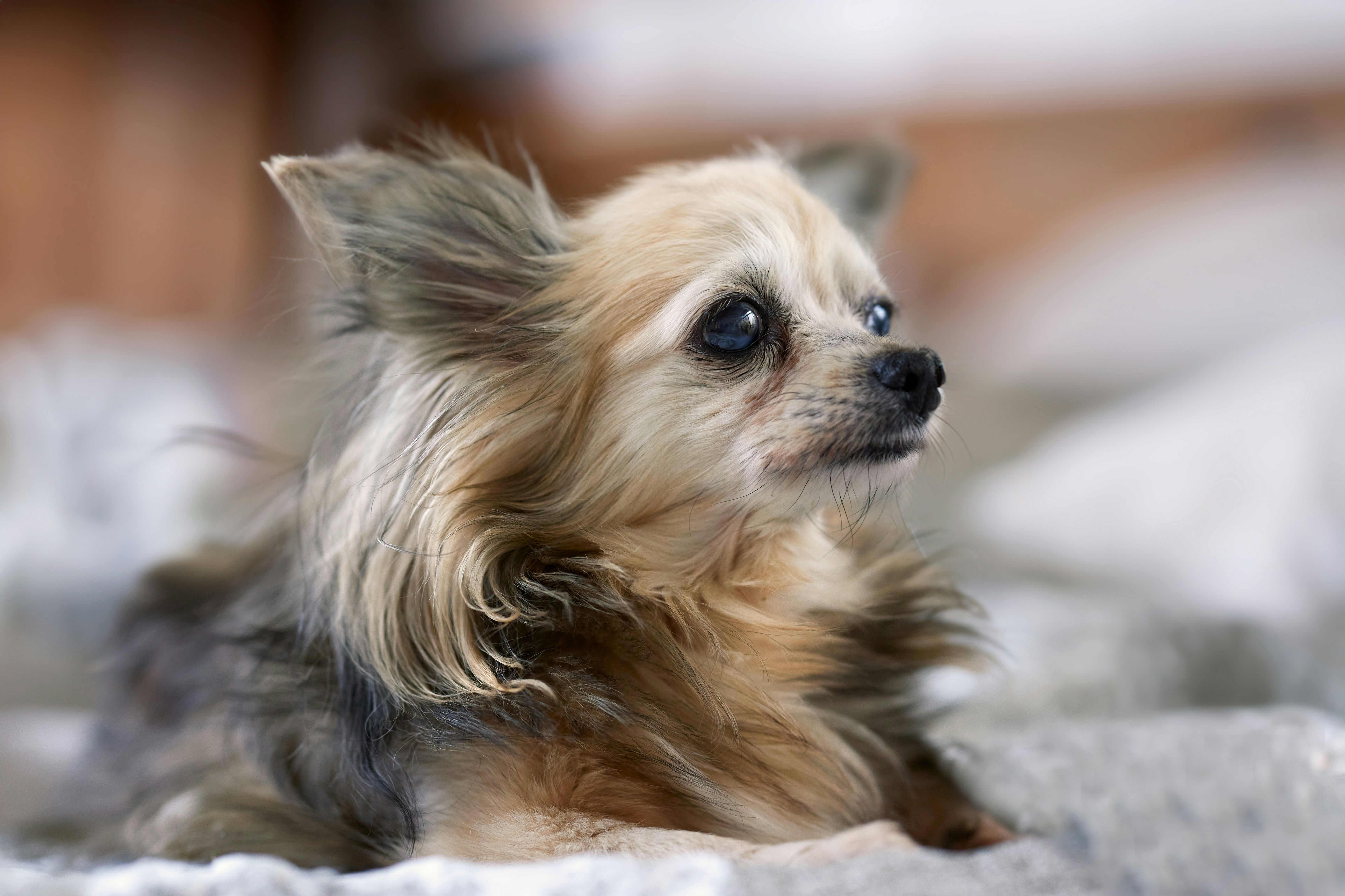 Curled Ears, Focused Gaze: A Moment of Quiet in Soft Light