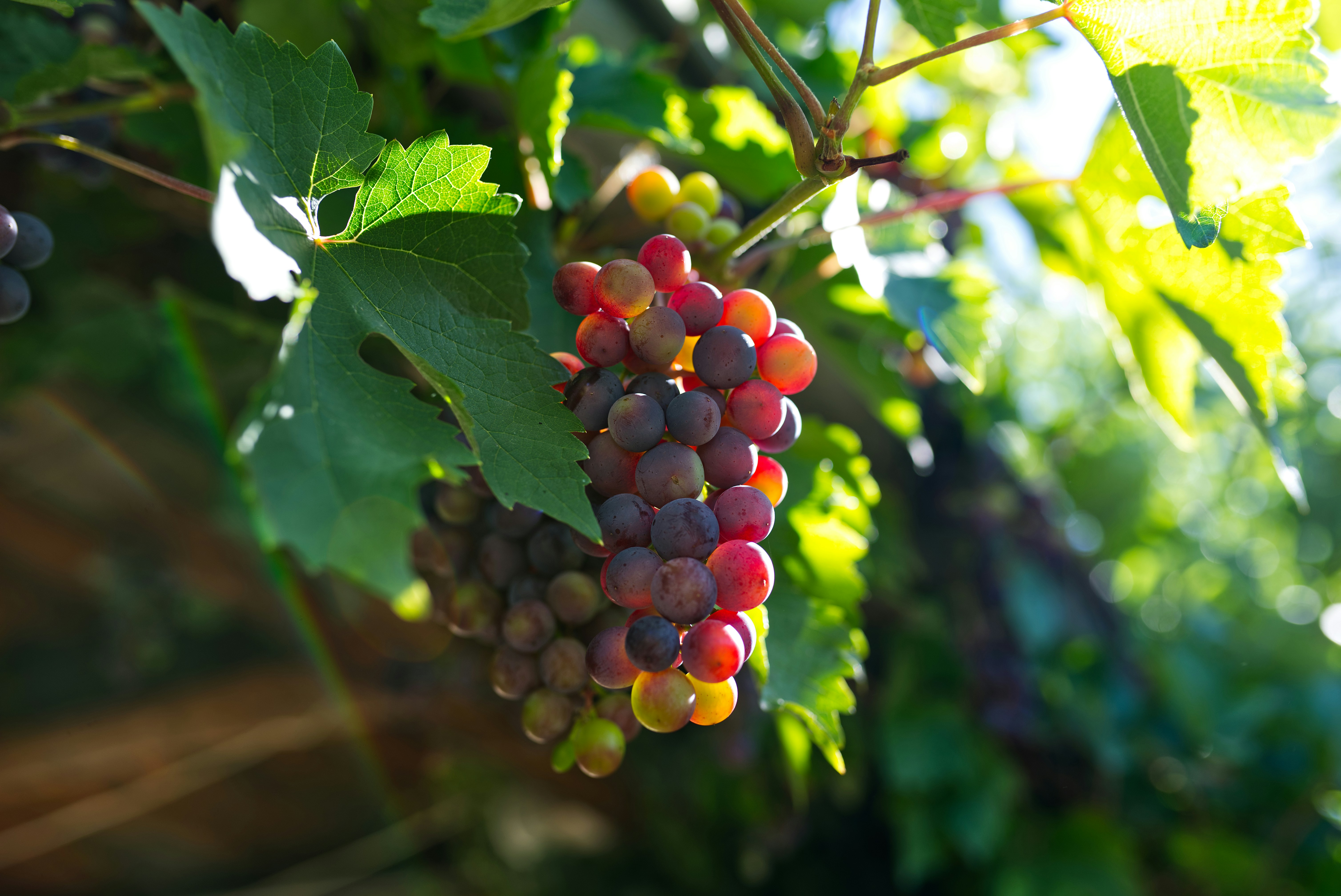 Sunlit Cluster: A Grapevine Pendant Illuminated by Dappled Morning Light