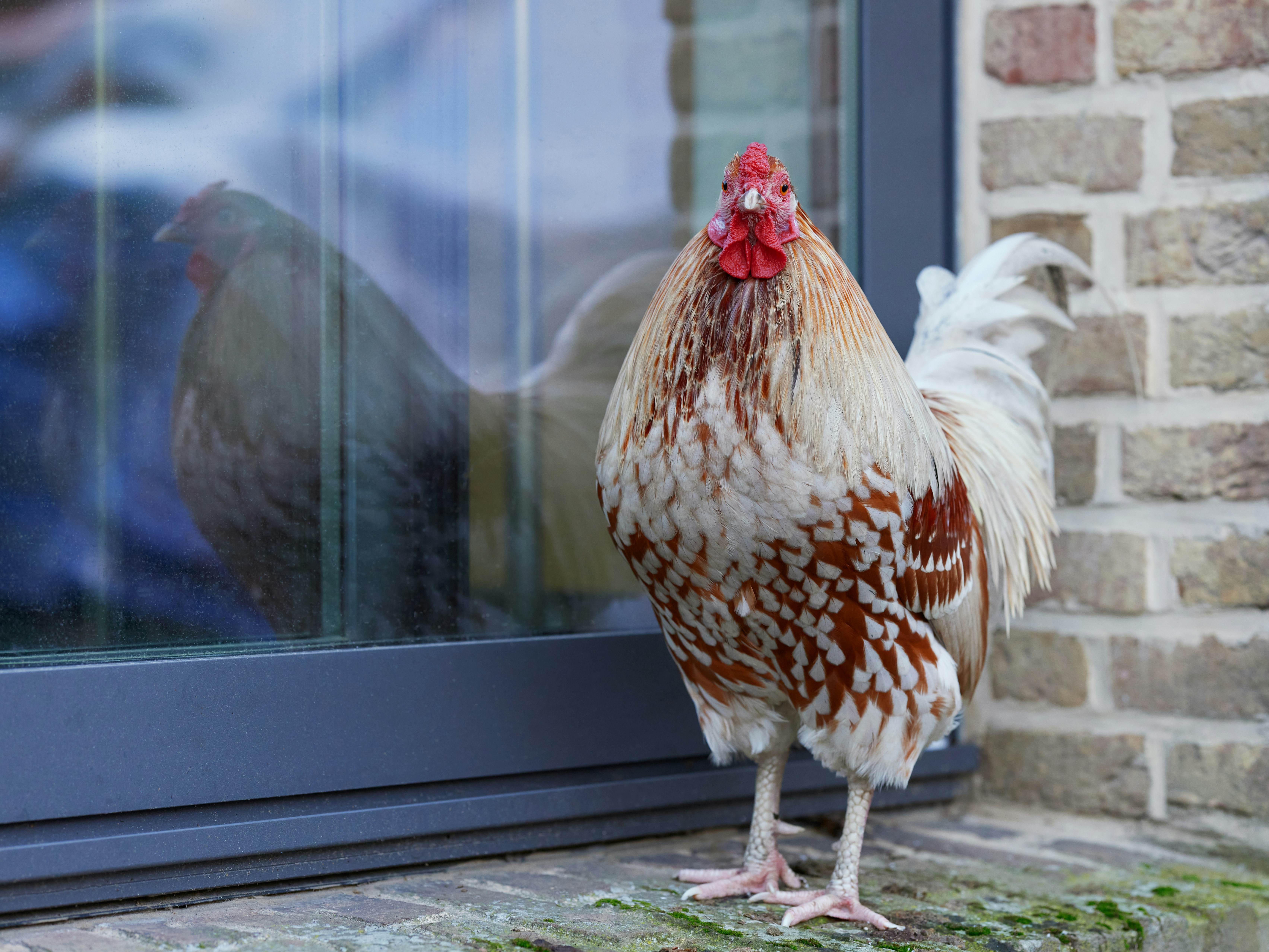 Roosting Red and White: A Hen by the Glass Door