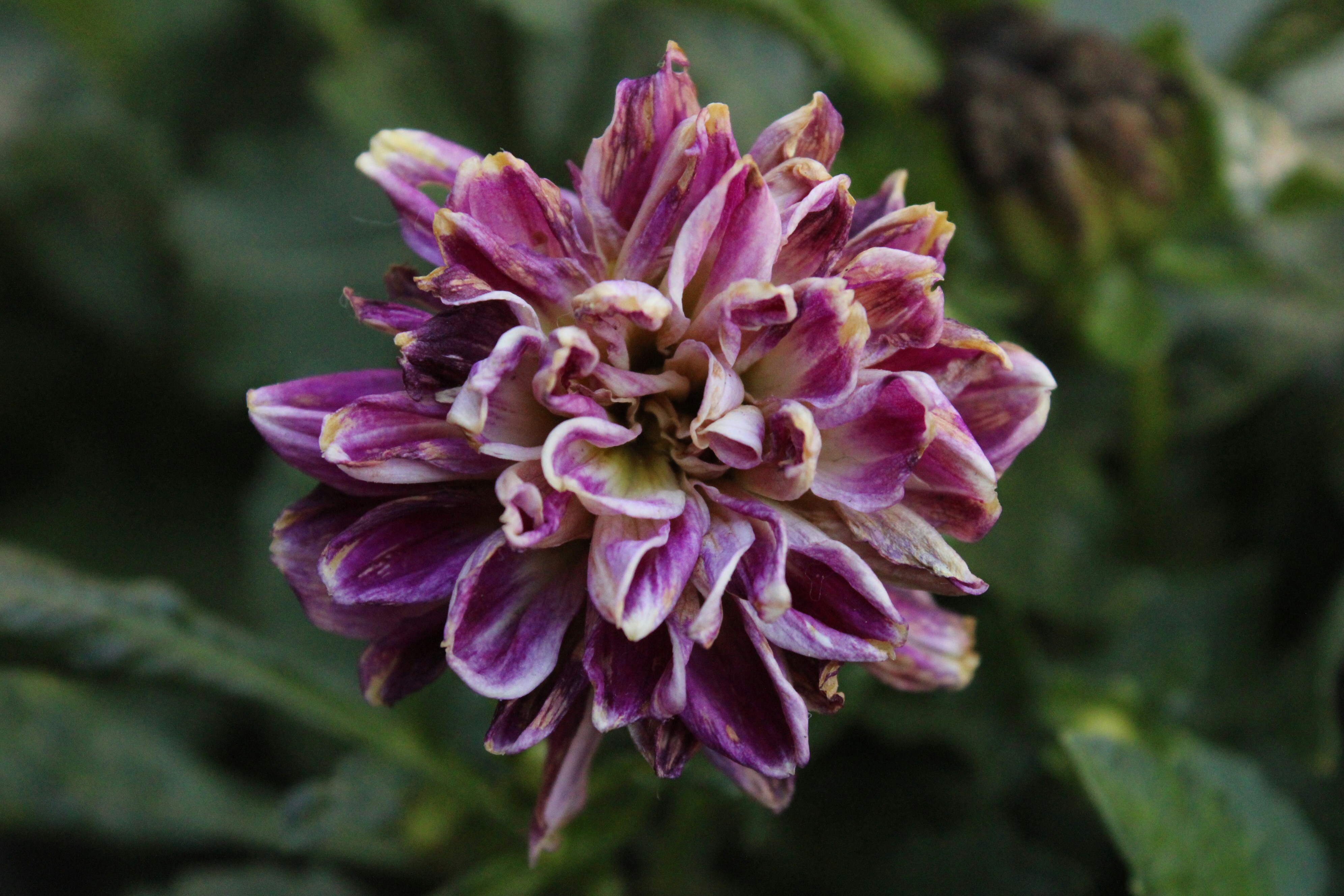 Petal Dome: A Purple-White Chrysanthemum in Focus