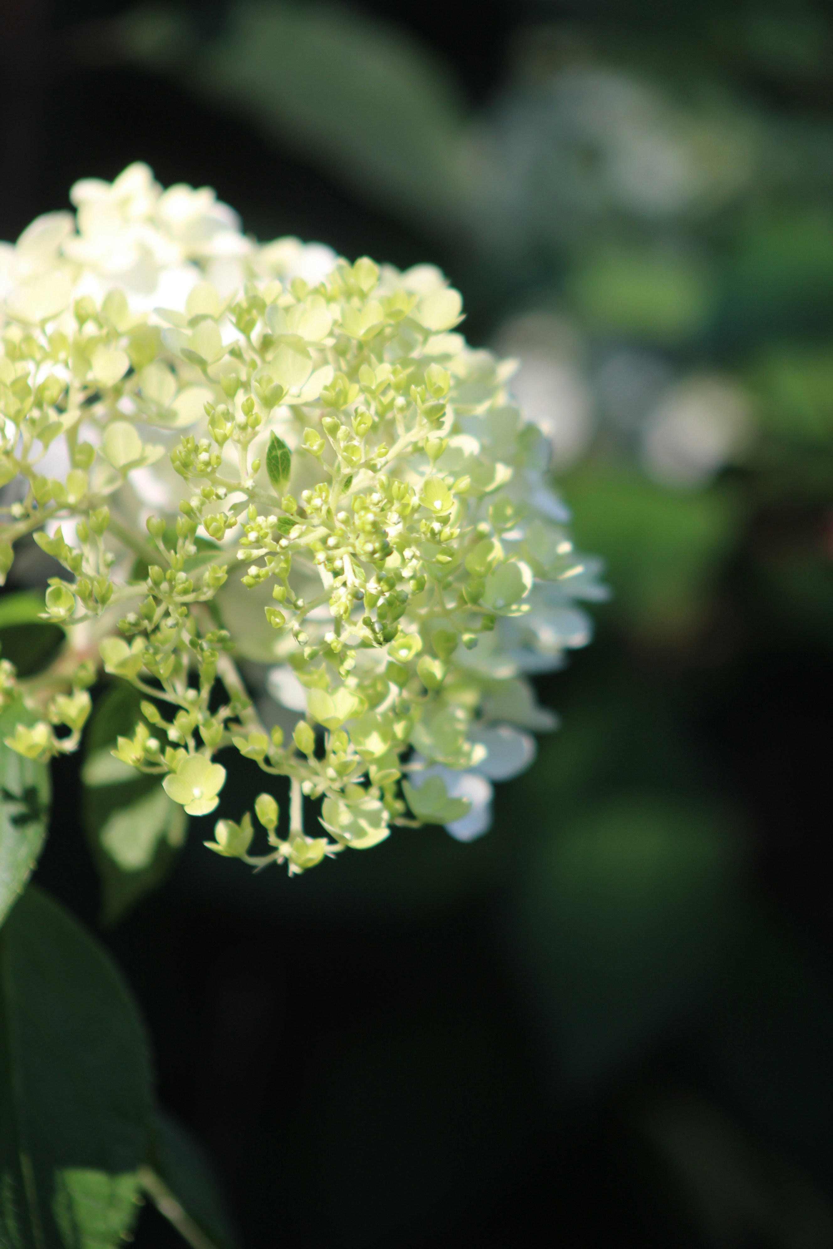 Hydrangea Bloom in Soft Morning Light