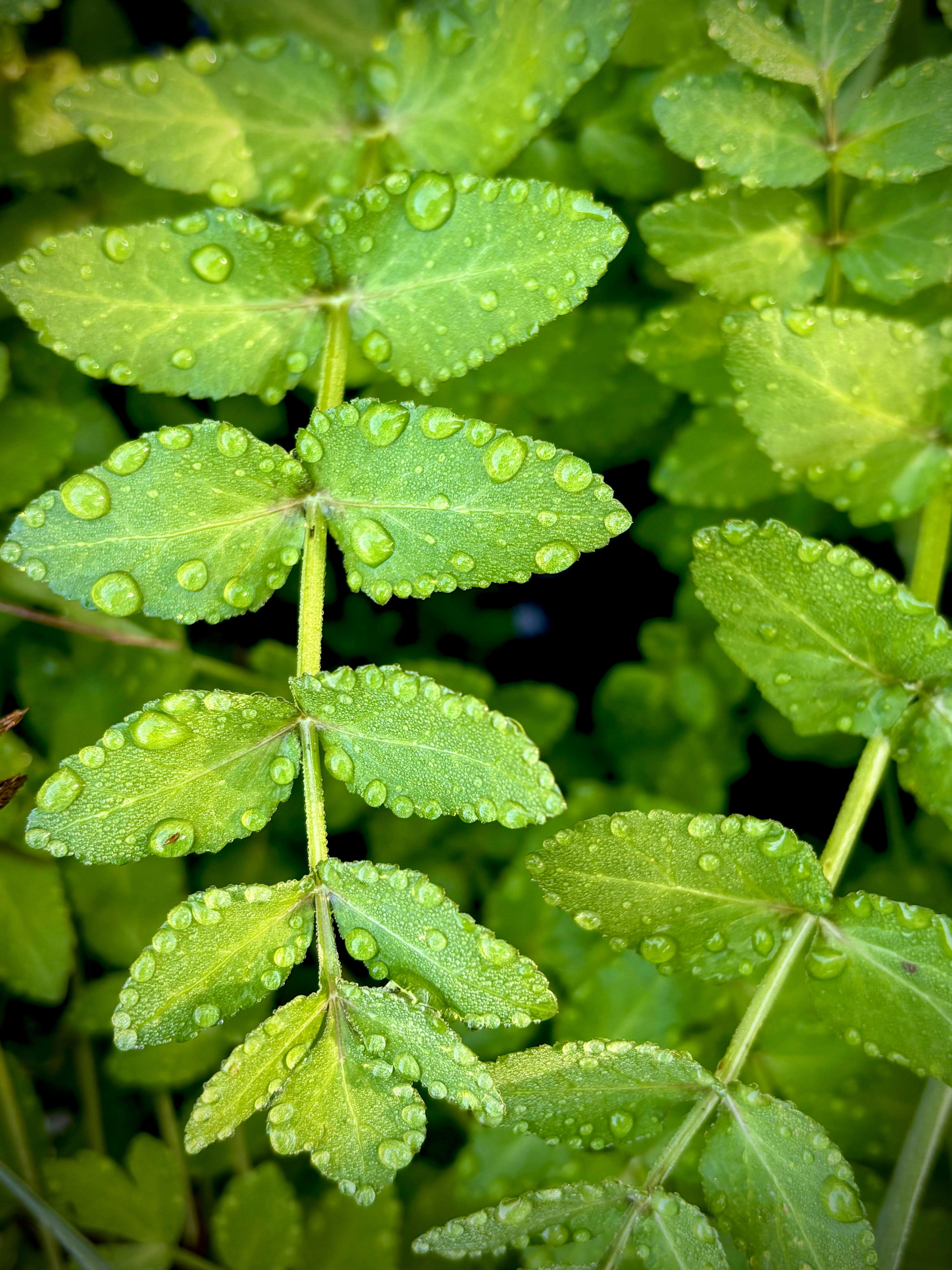 Close-up of dewy green leaves with water droplets, revealing fine venation and texture; a natural macro composition showcasing fresh foliage. This is a photographic capture of plant leaves.