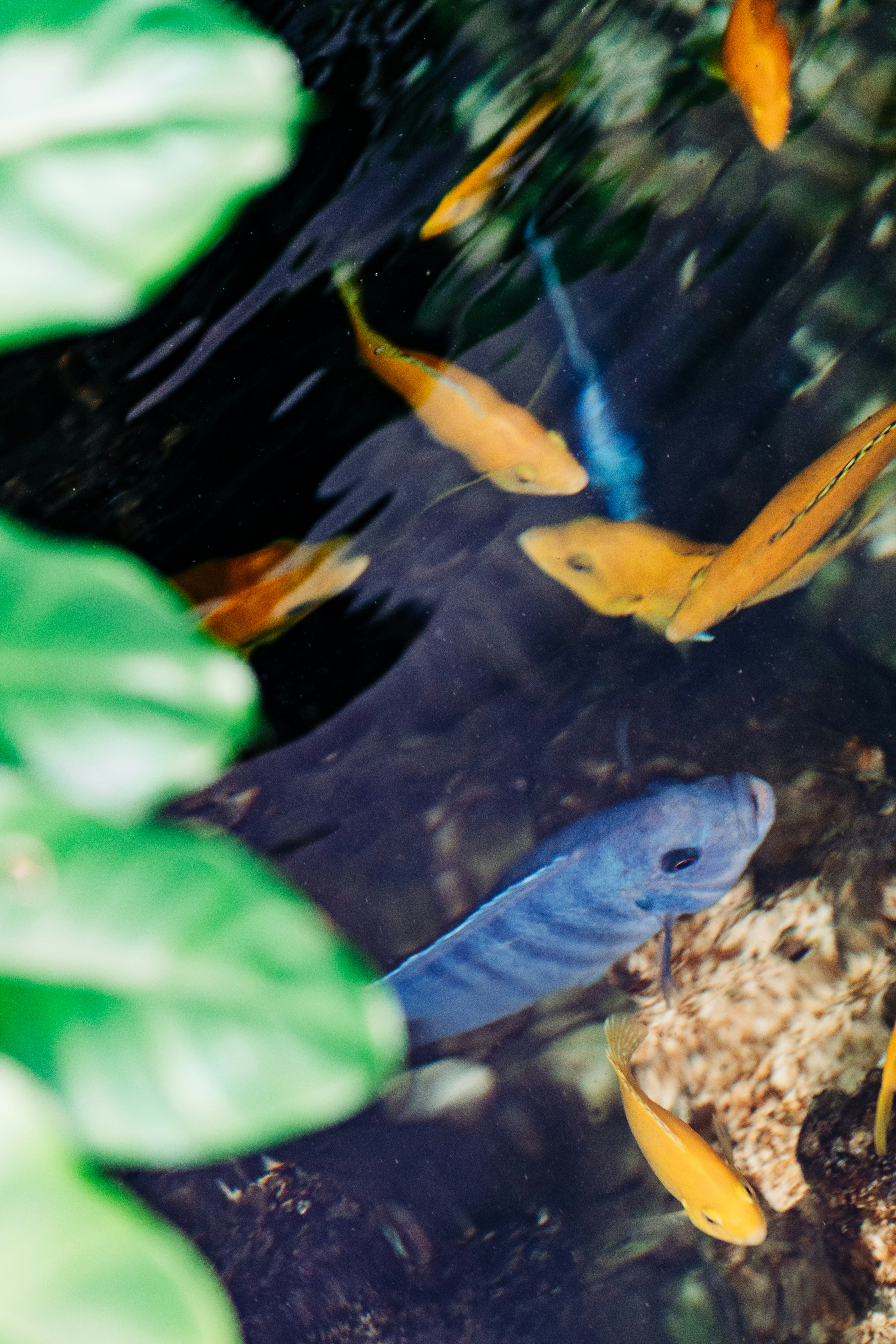 Blue koi amid orange swimmers: koi pond serenity