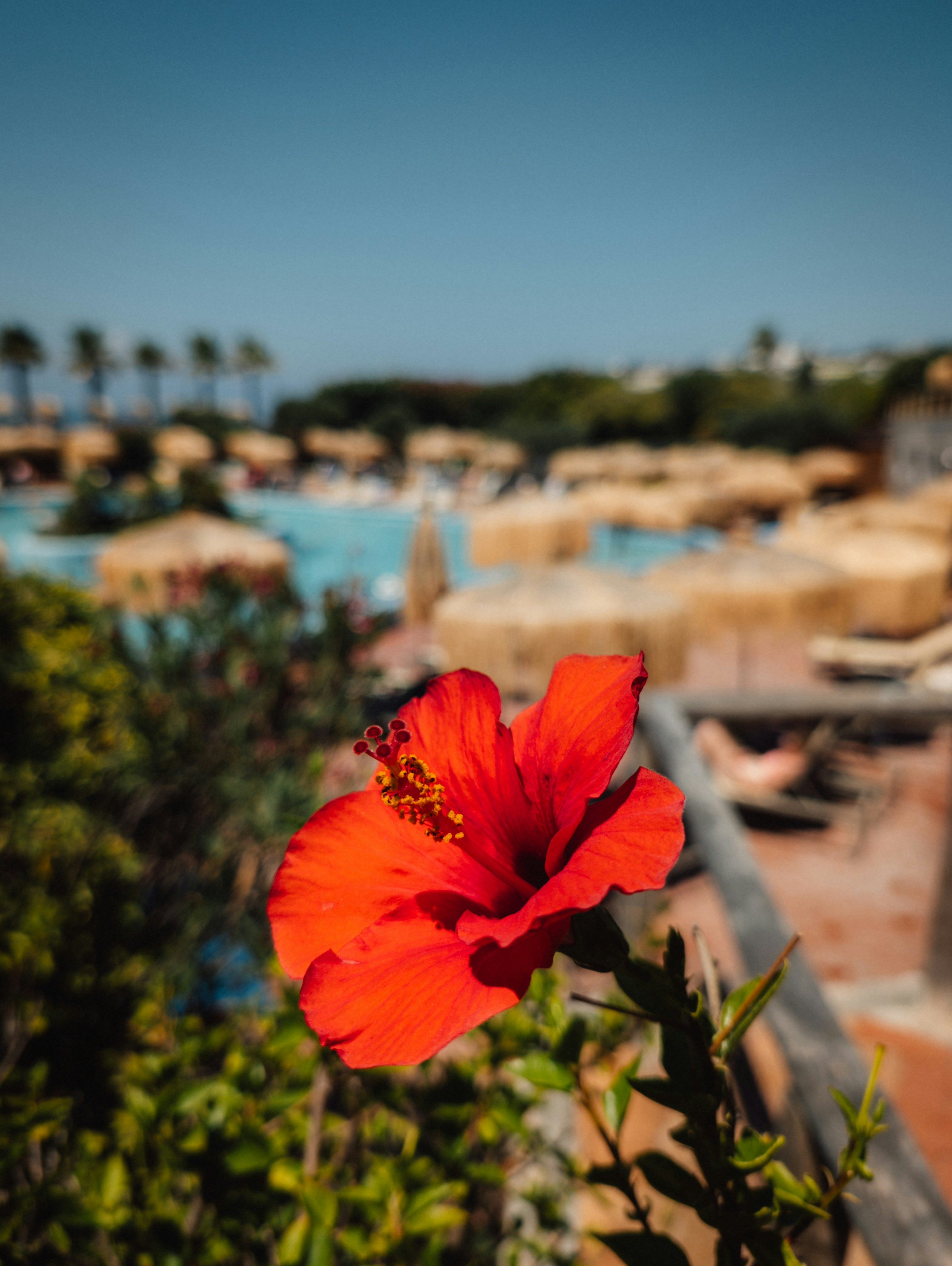 Crimson Hibiscus in Focus Against a Sunlit Resort Backdrop