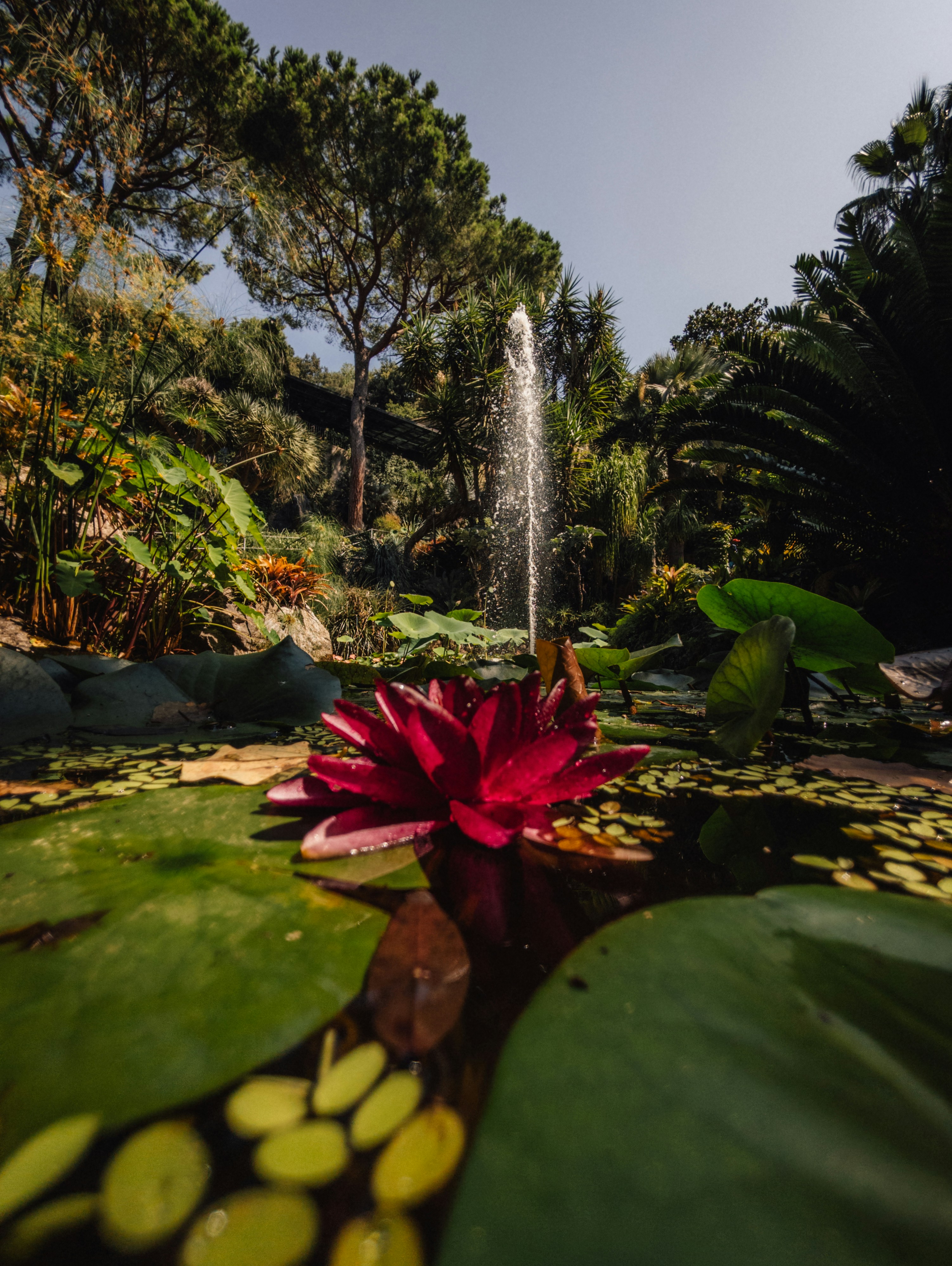 Crimson Lily on a Lily Pad under a Summer Fountain