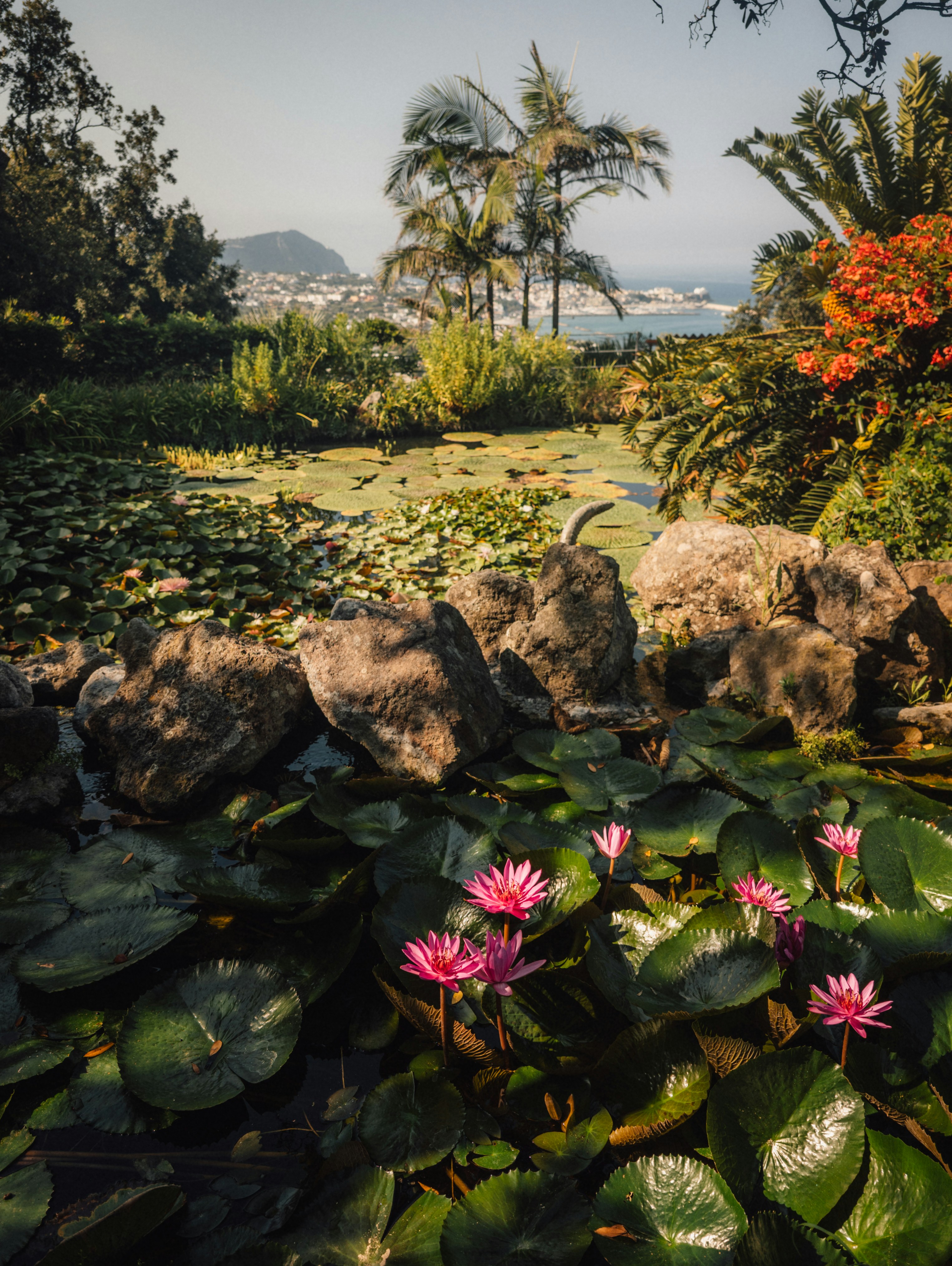 Lily pads and pink blossoms by a sunlit tropical pond