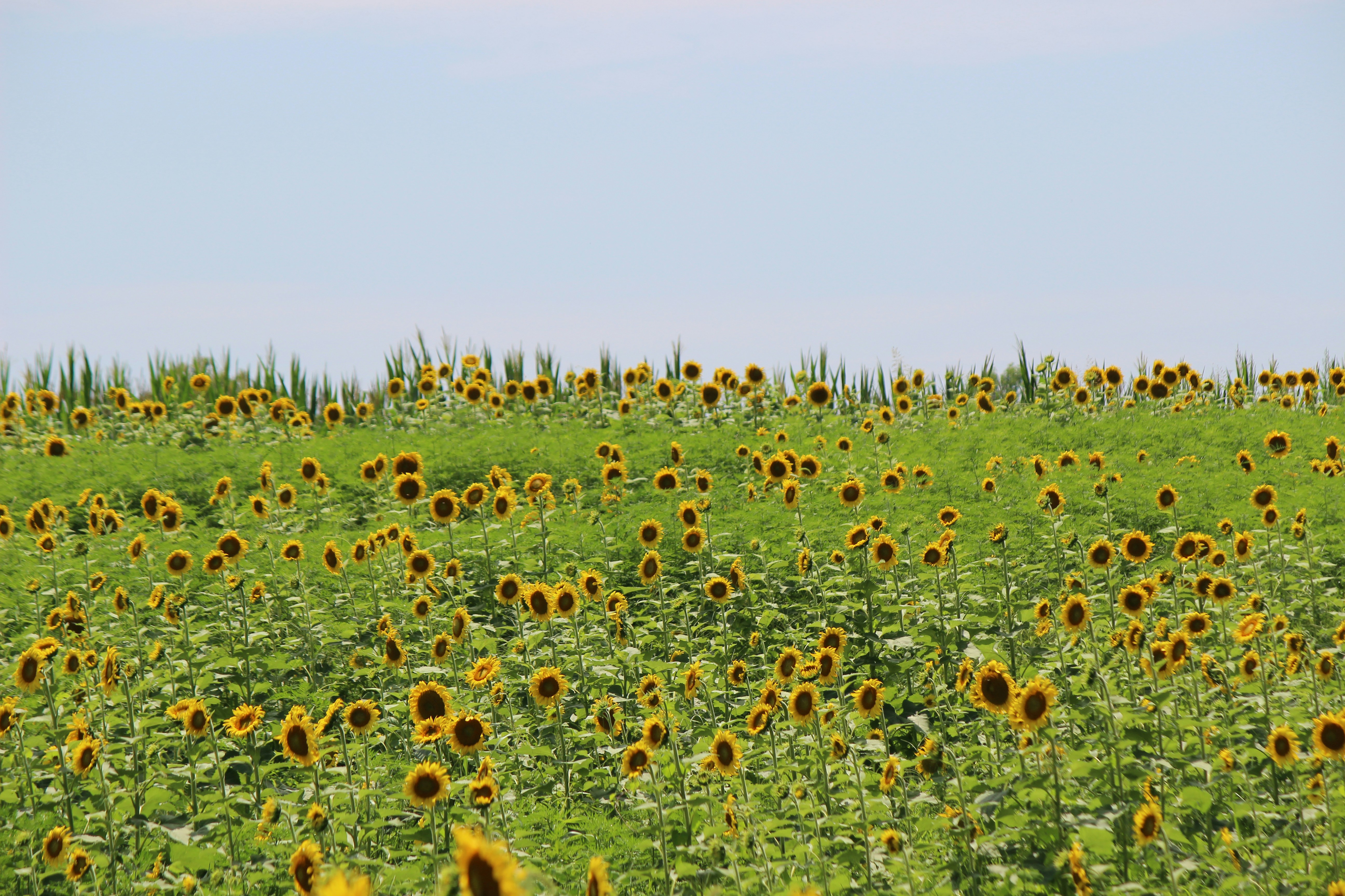 Expansive field of sunflowers under a pale blue sky, foreground filled with yellow blooms and green leaves. A calm landscape emphasizing repetition and color.