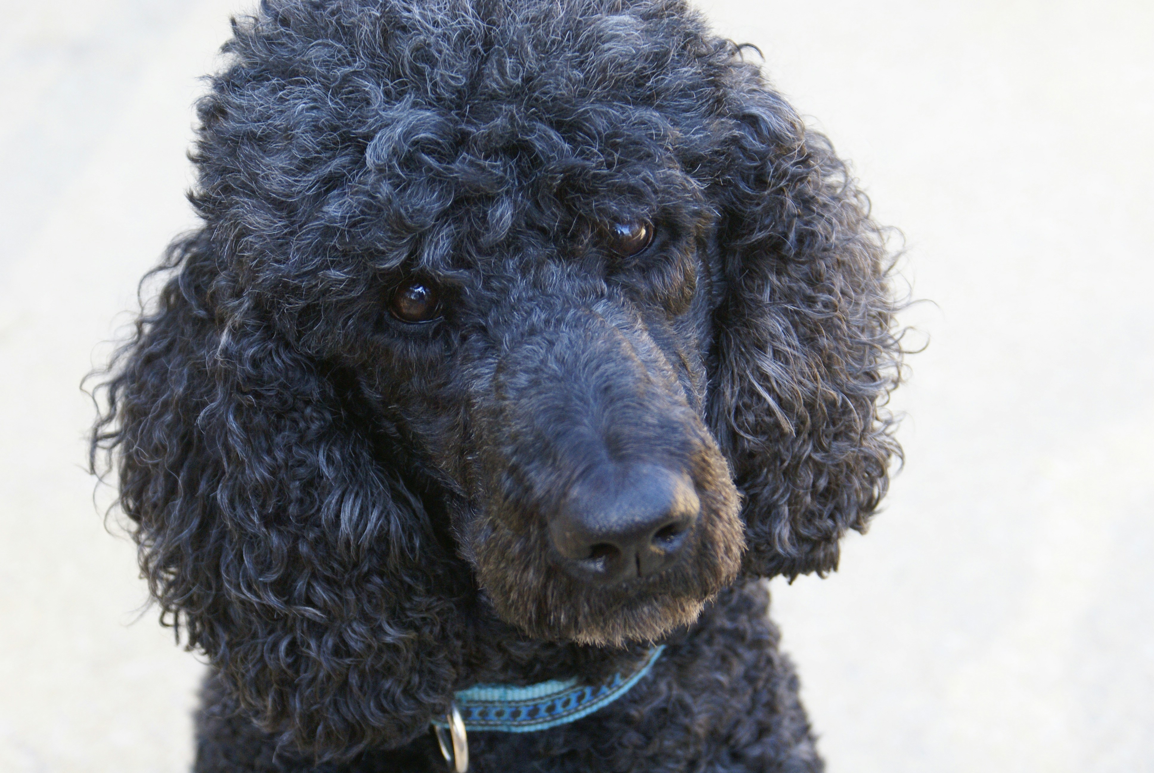 Curious Black Poodle Gaze
