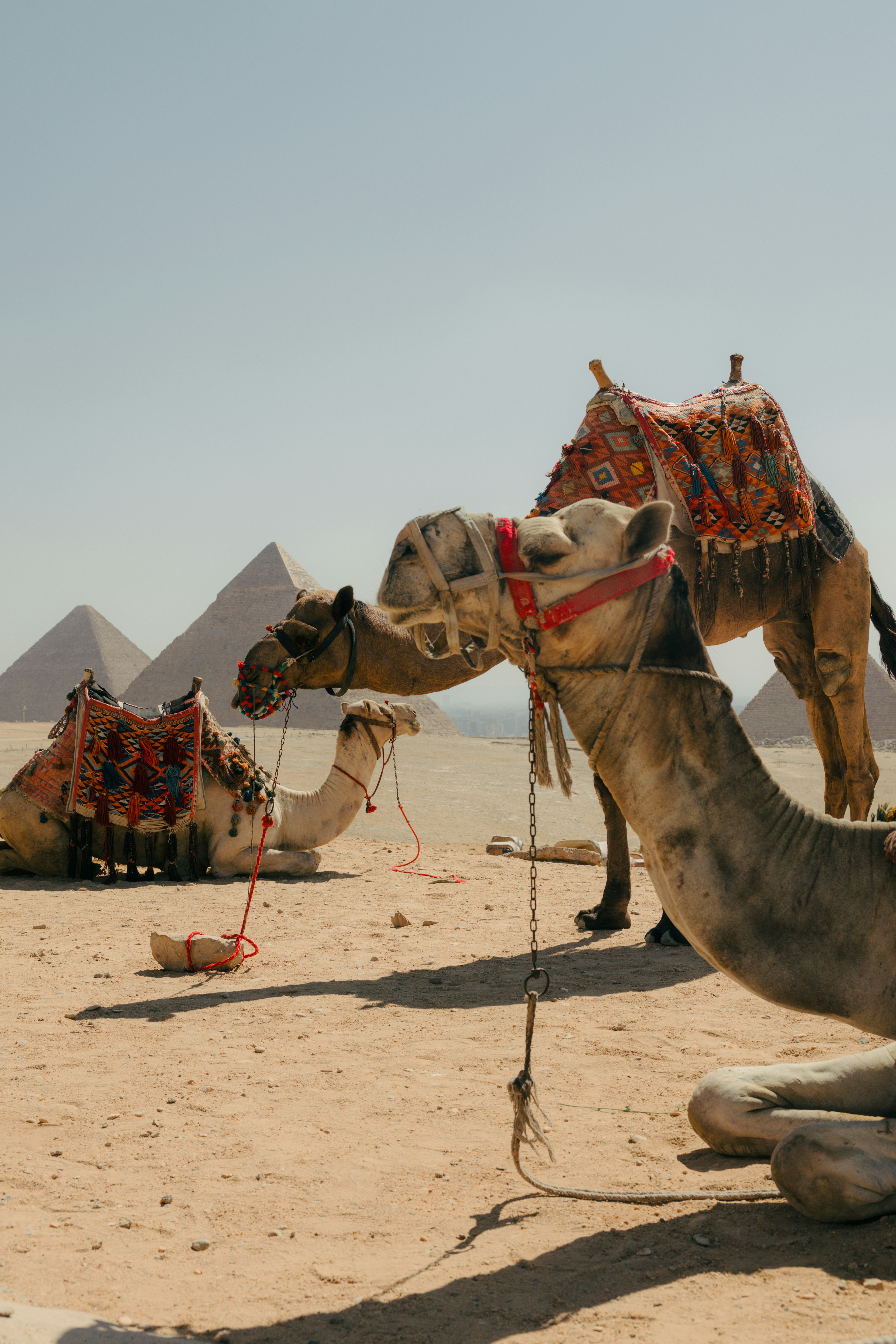 Three camels with colorful saddles resting on the sand before the Giza pyramids.