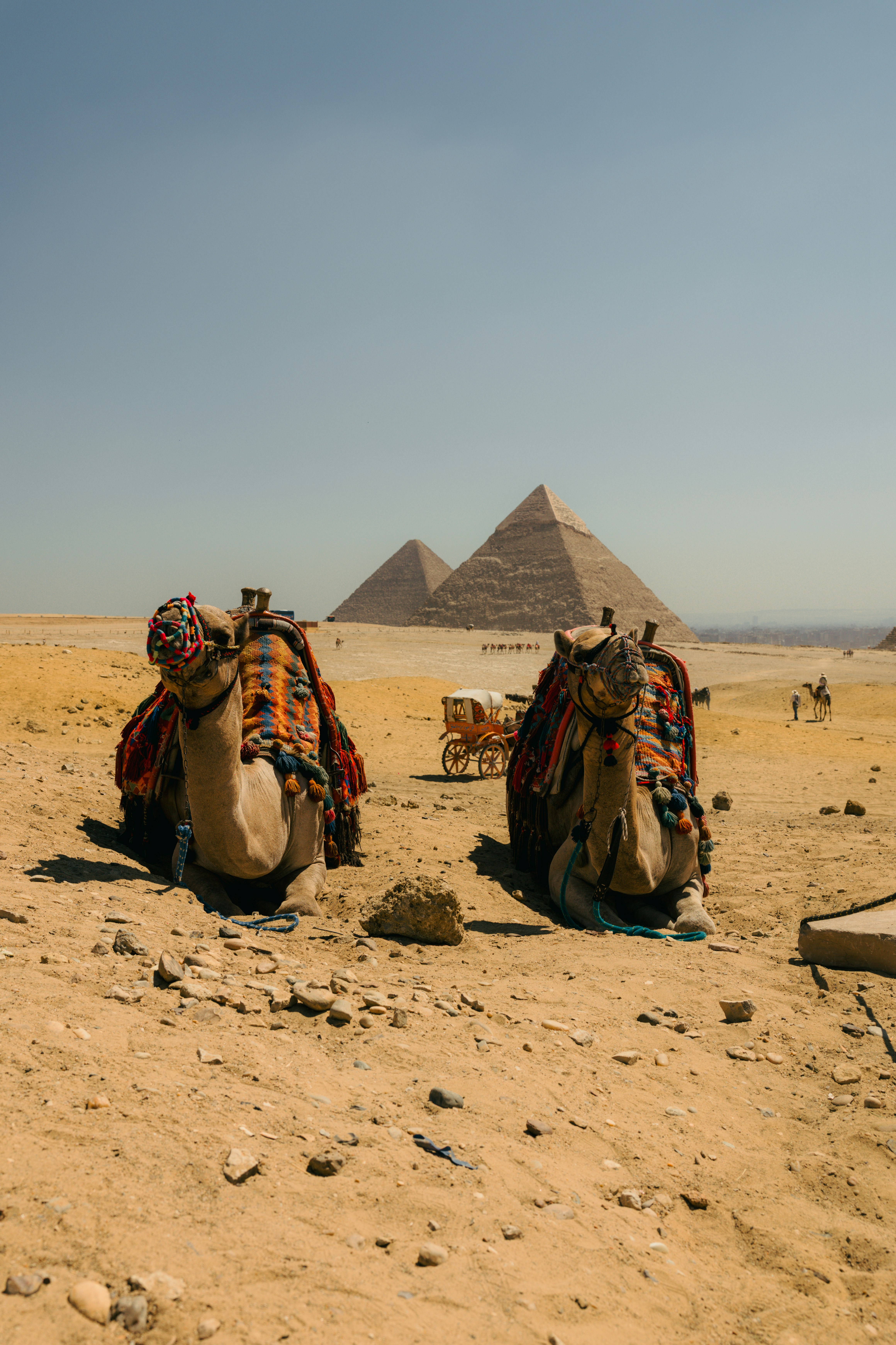 Desert Oasis of Stone and Parchment: Camel Serenade Before the Pyramids