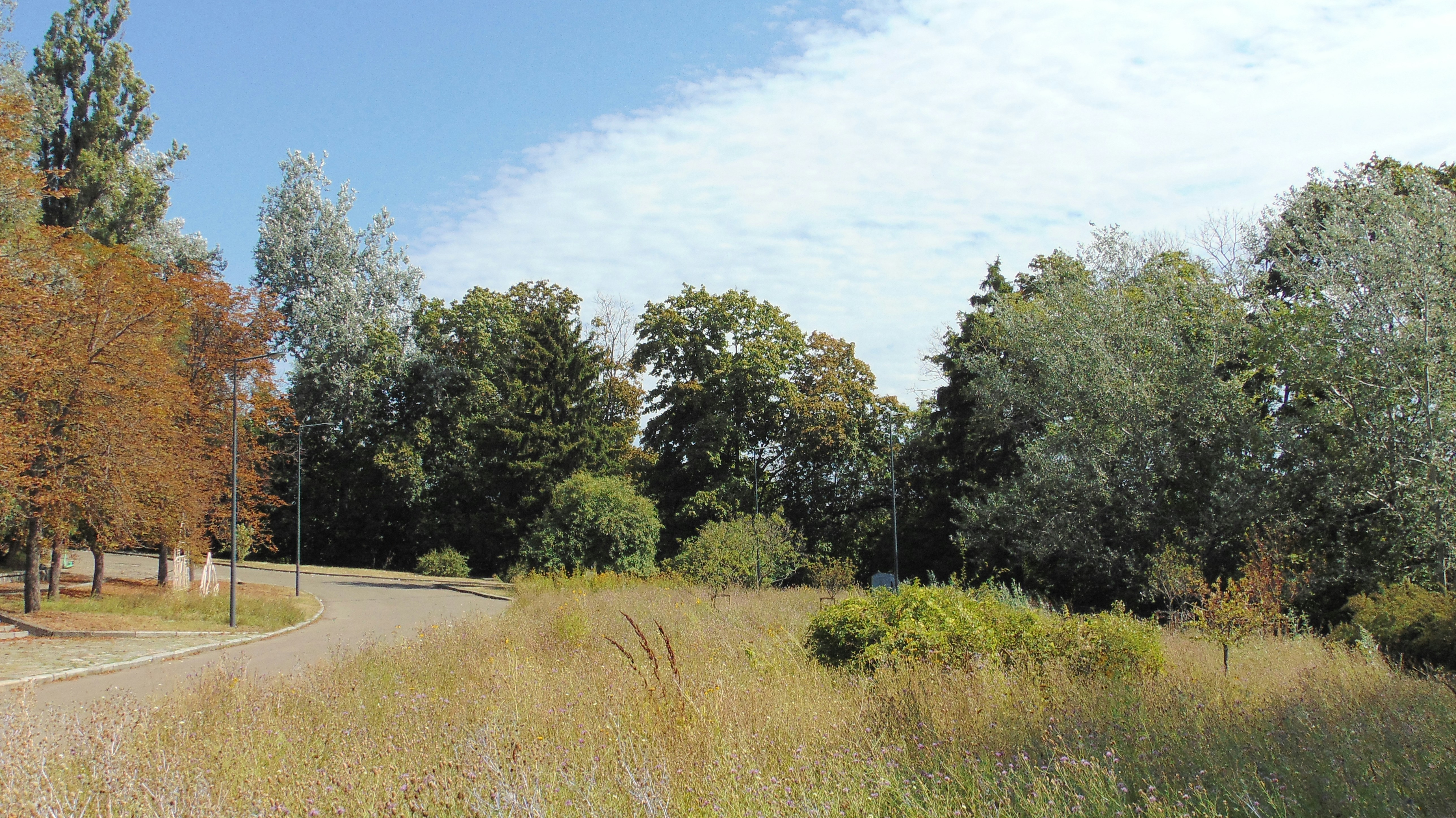 Autumn Verge: Quiet Road Meets Meadow in Toward the Tree Line