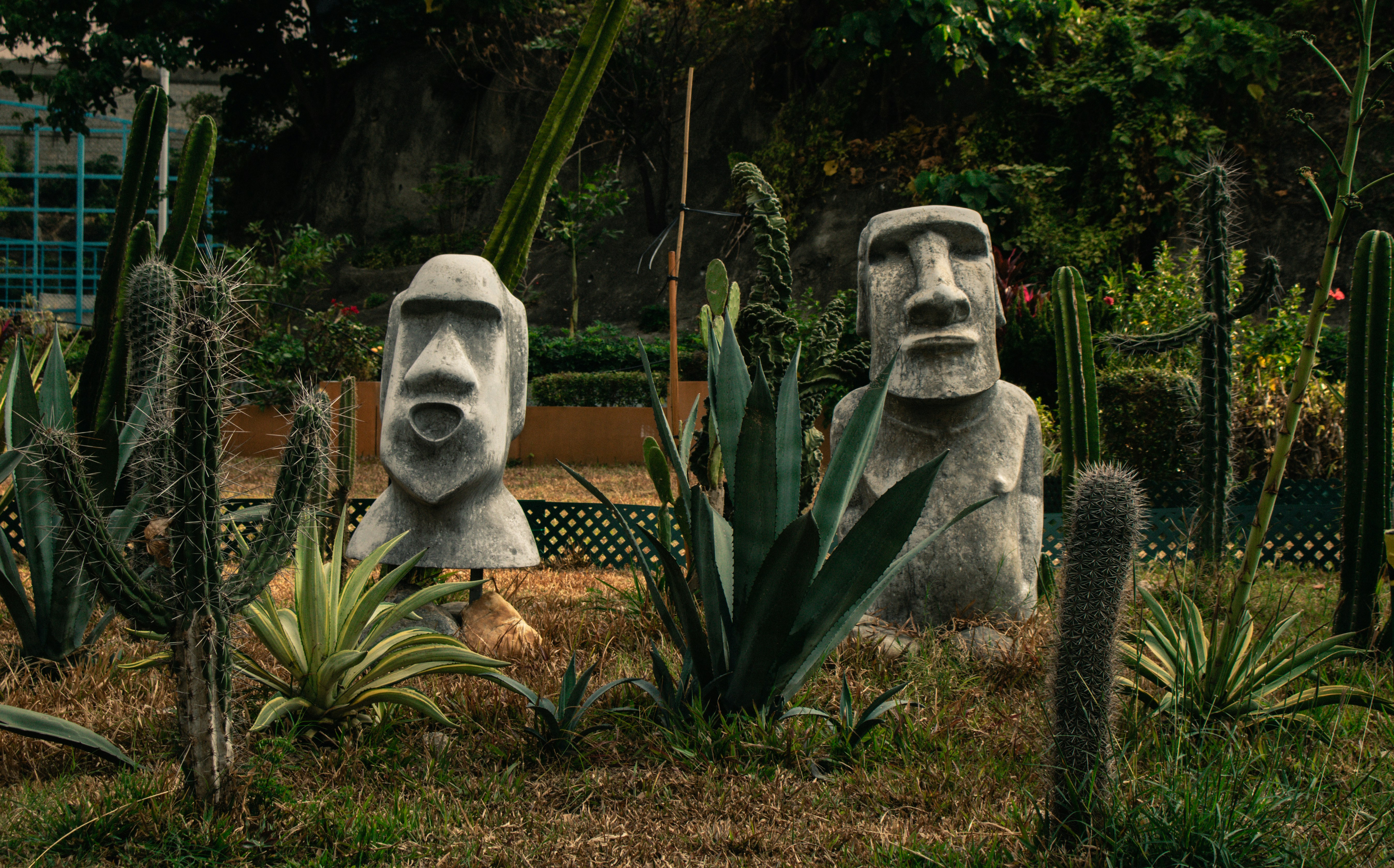 Stone Moai-in-Garden: Silent Guardians Among Desert Flora